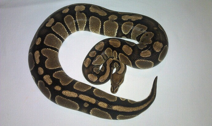 Ashen - Ball Python Traits - Morphpedia