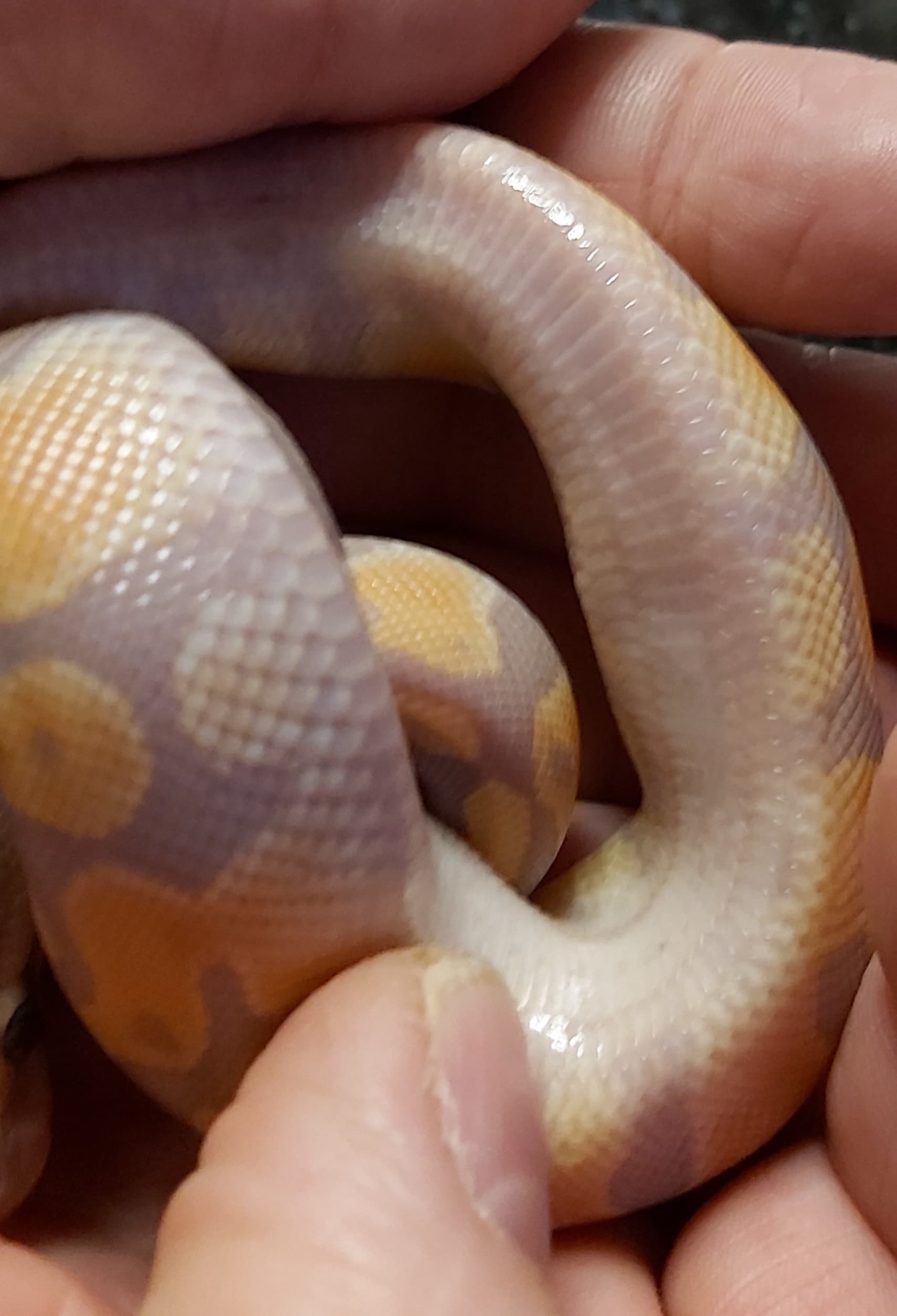 Help identifying genes in banana hatchlings - Ball Pythons - MorphMarket Reptile Community