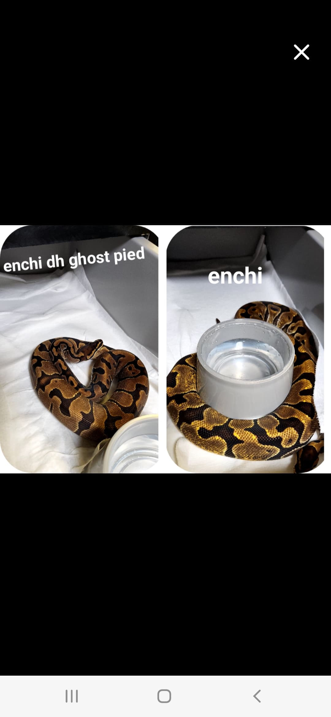 Need a little help here - Ball Pythons - MorphMarket Reptile Community