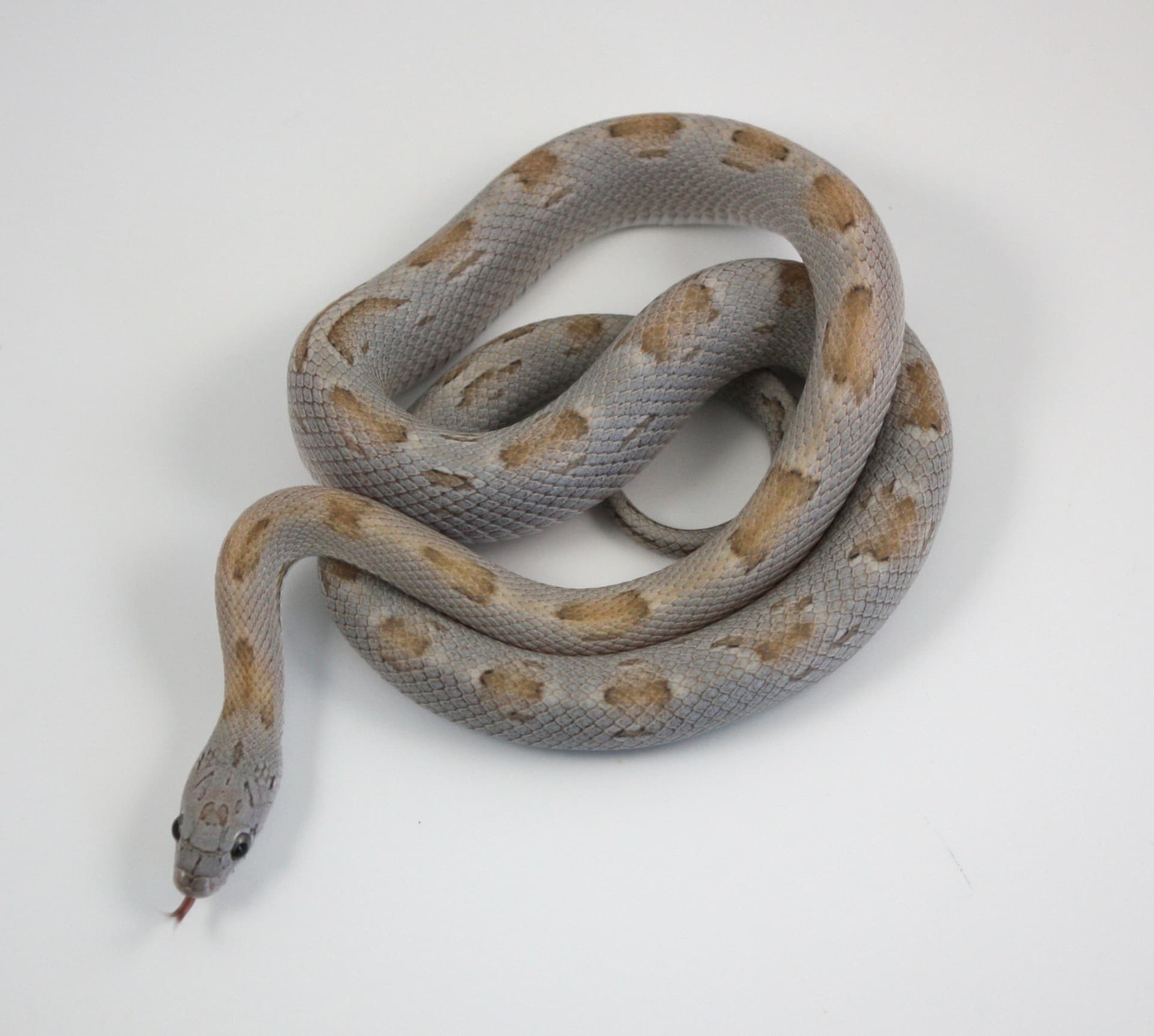 Photos of my collection [Solar Serpents] - Corn Snakes - MorphMarket ...