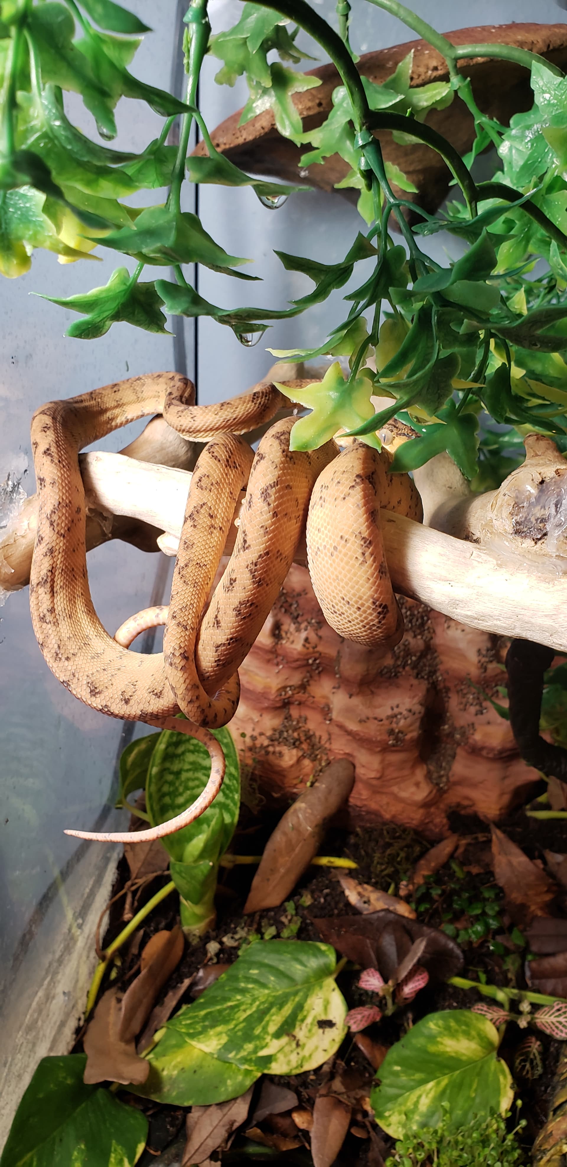 New Addition - Other Boas - MorphMarket Reptile Community