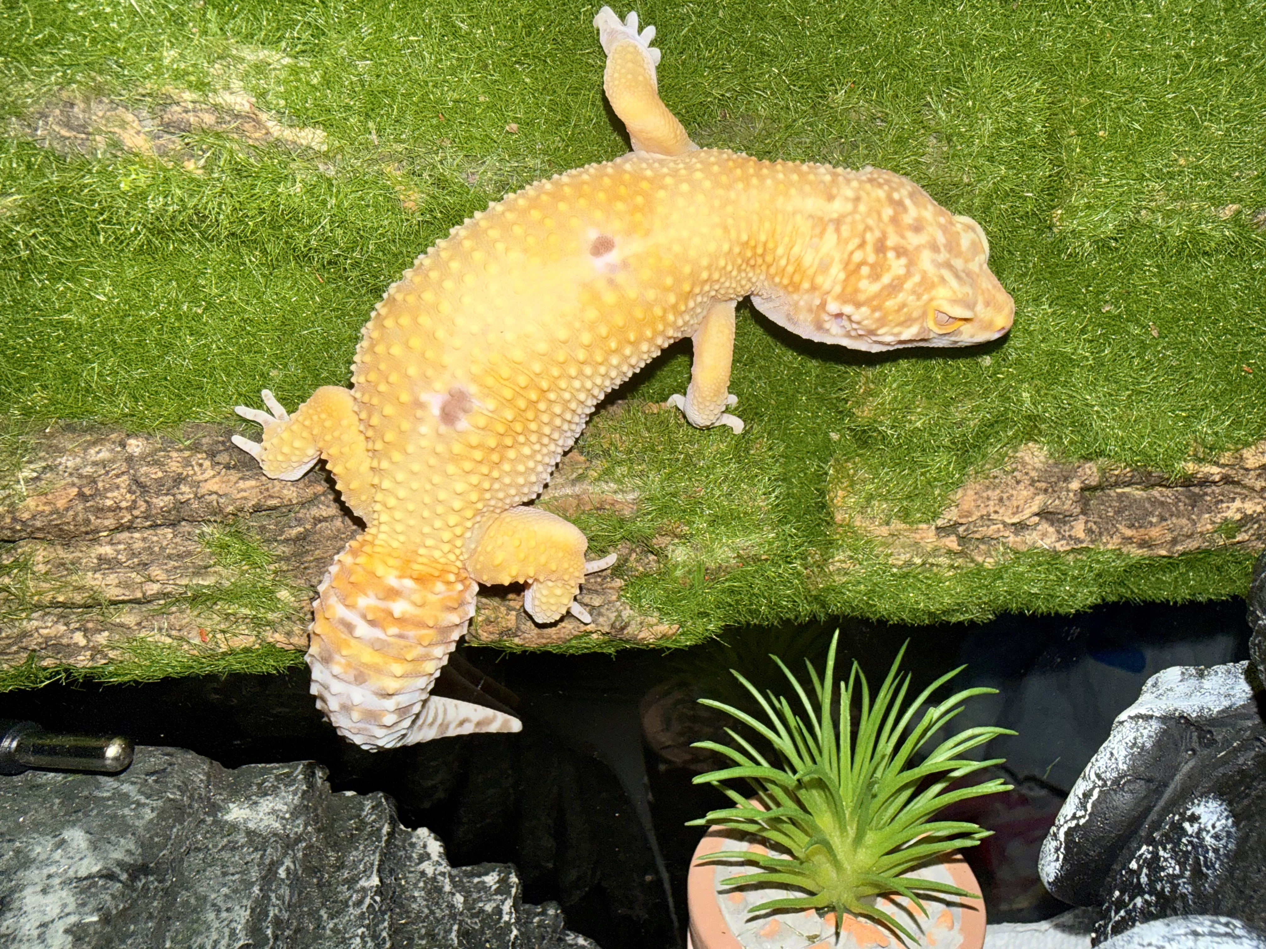 Can you help identify the morph? - Leopard Geckos - MorphMarket Reptile ...