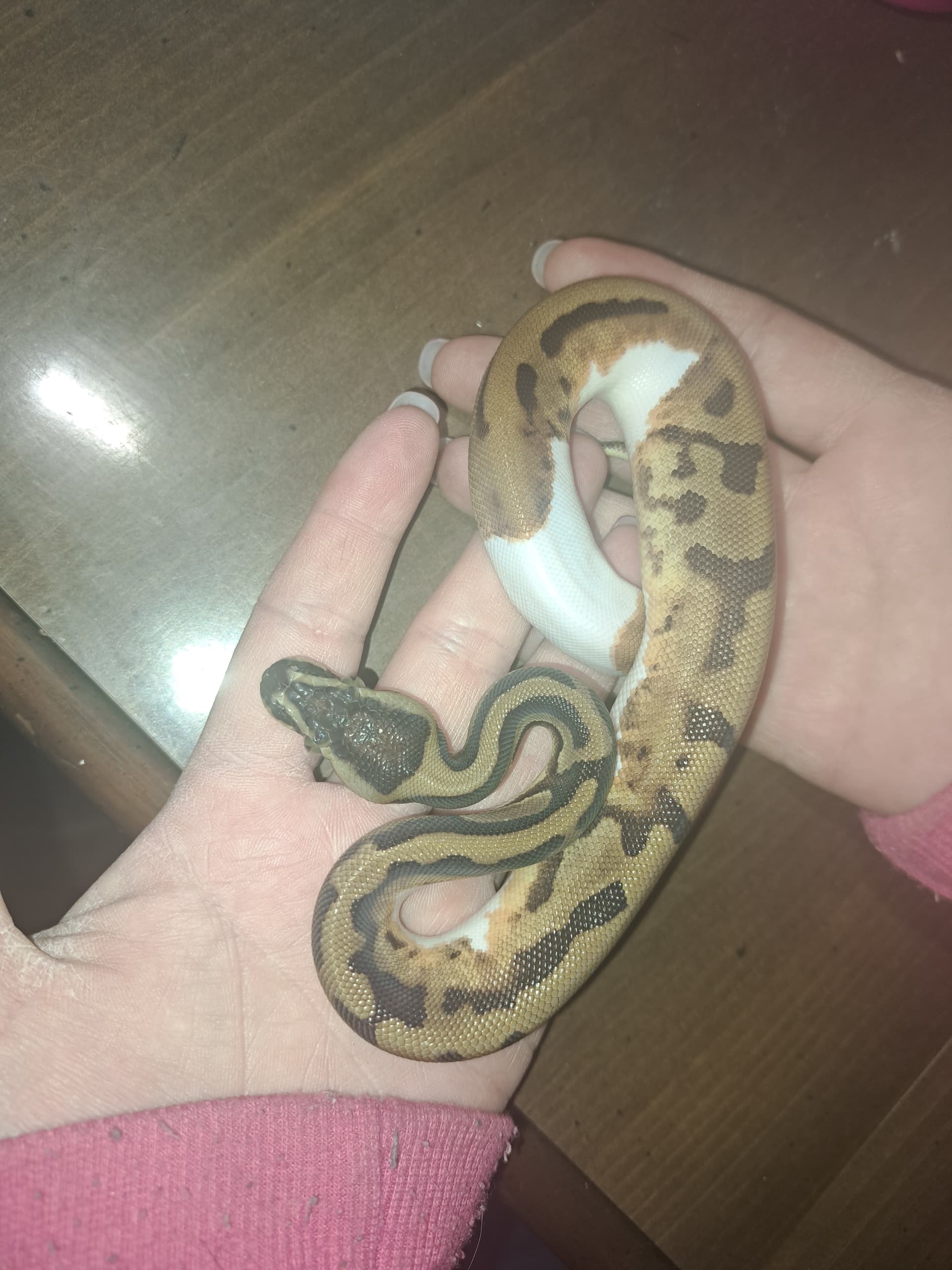 What morphs would you test for? - Ball Pythons - MorphMarket Reptile ...