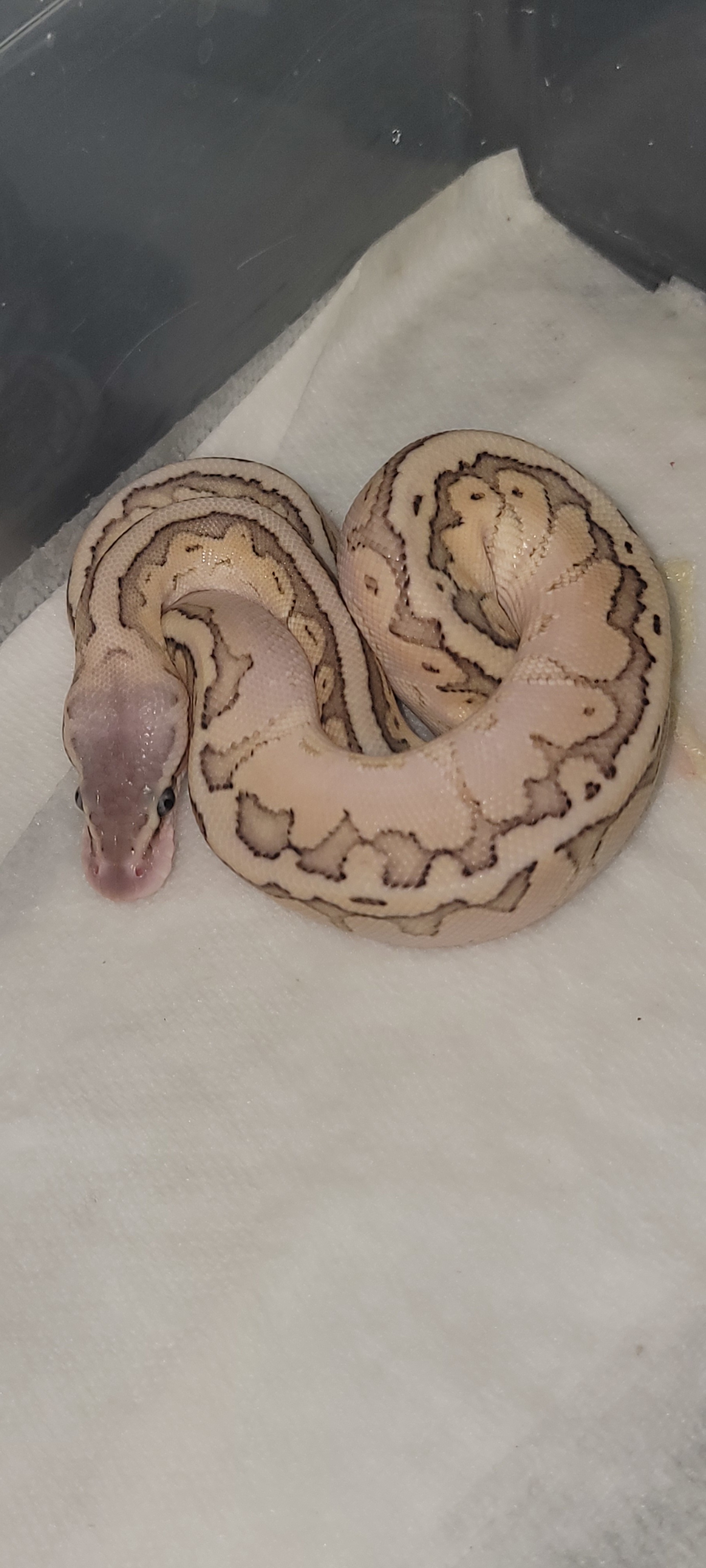 Genetic identification - Ball Pythons - MorphMarket Reptile Community