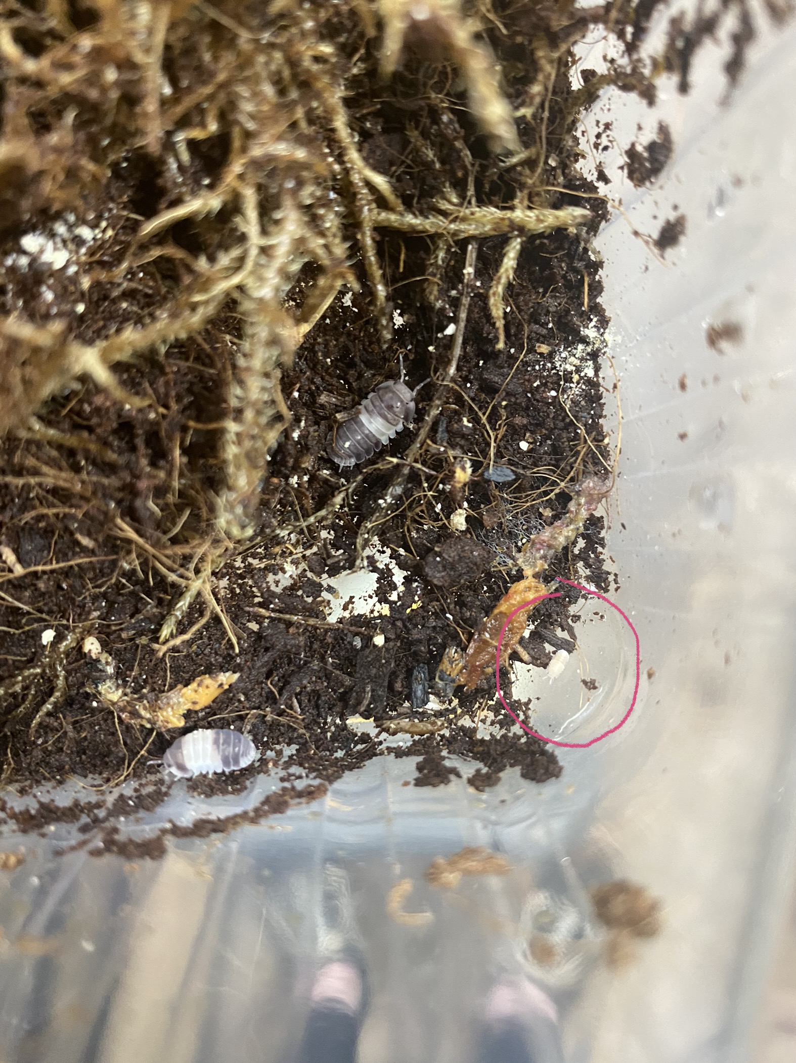 Isopod Colony Diversity - Isopods - MorphMarket Reptile Community