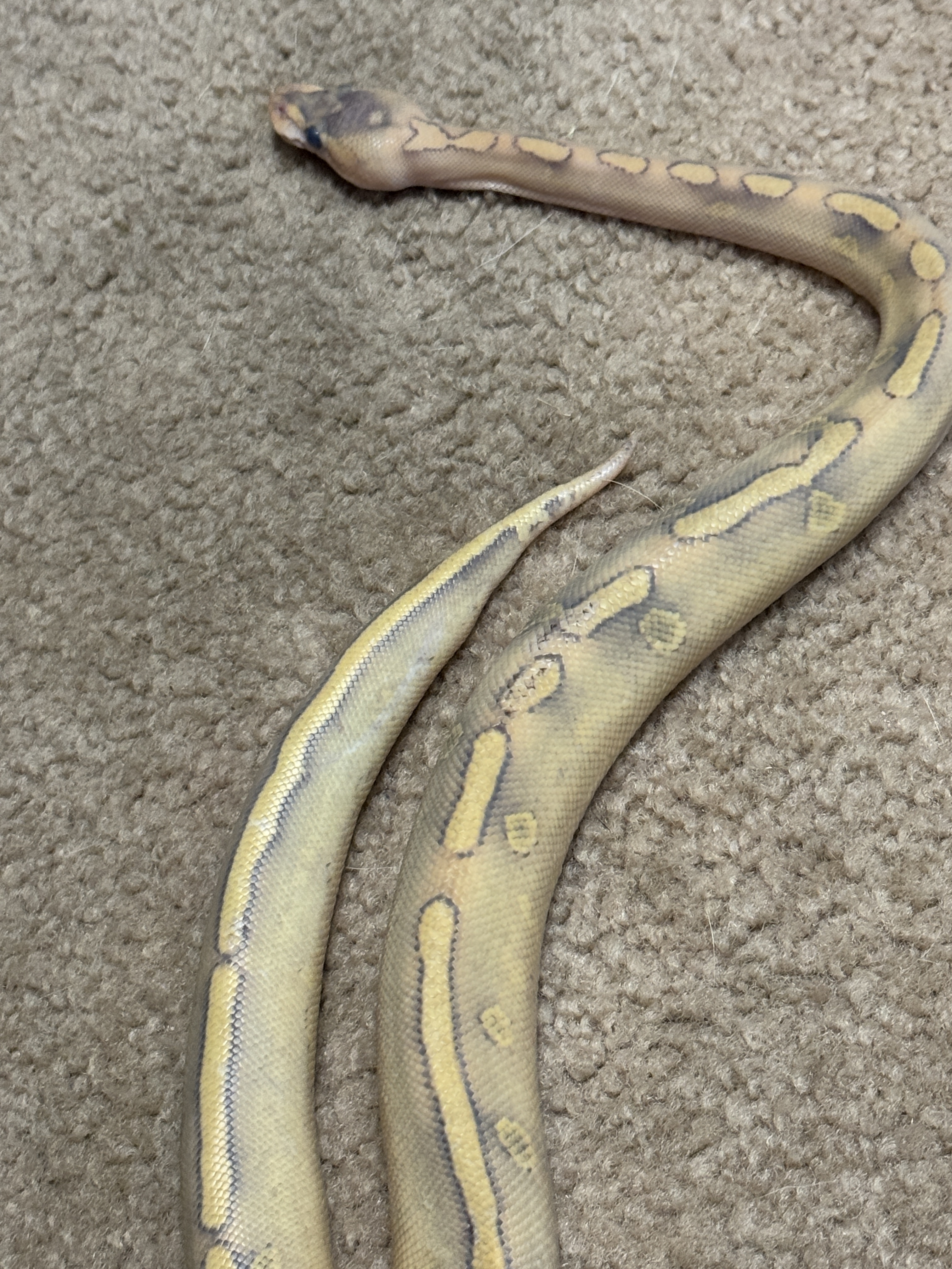 Please help me find out our new snakes morph - Ball Pythons ...