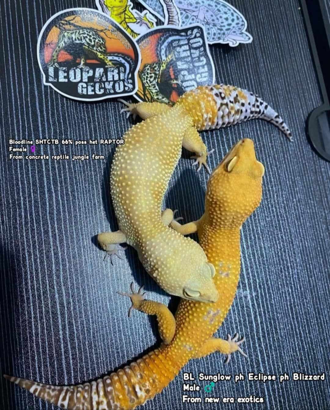 Leopard gecko shtcb id - Leopard Geckos - MorphMarket Reptile Community