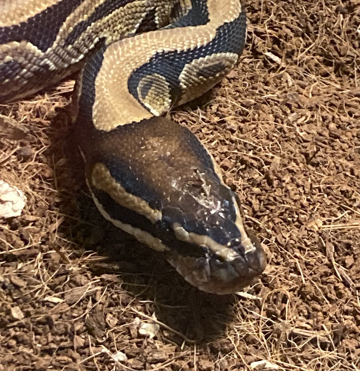 ball python eyes during shed