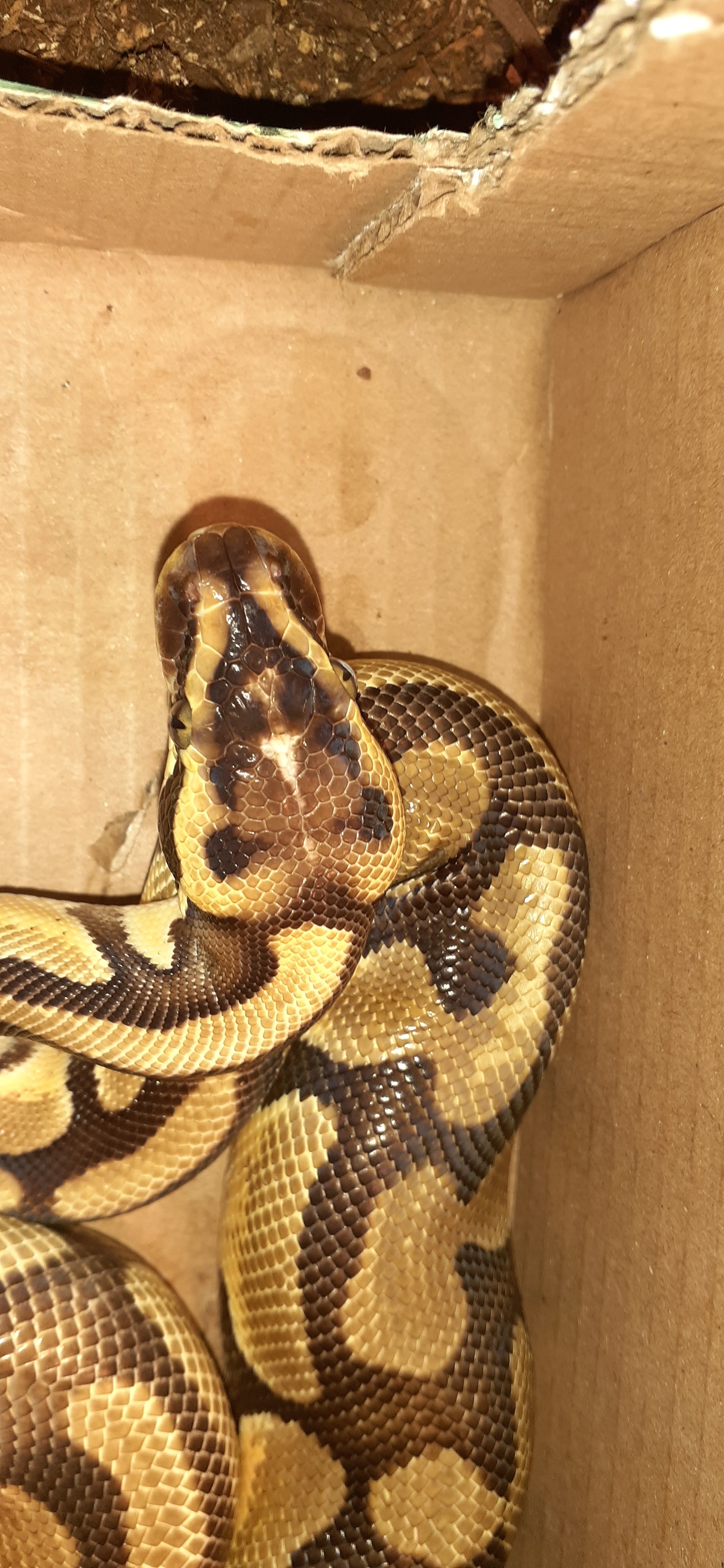 Head stamp ideas - Ball Pythons - MorphMarket Reptile Community