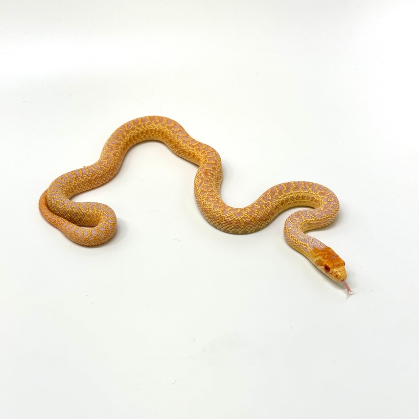 Albino (Applegate) - Gopher Snake Traits - Morphpedia