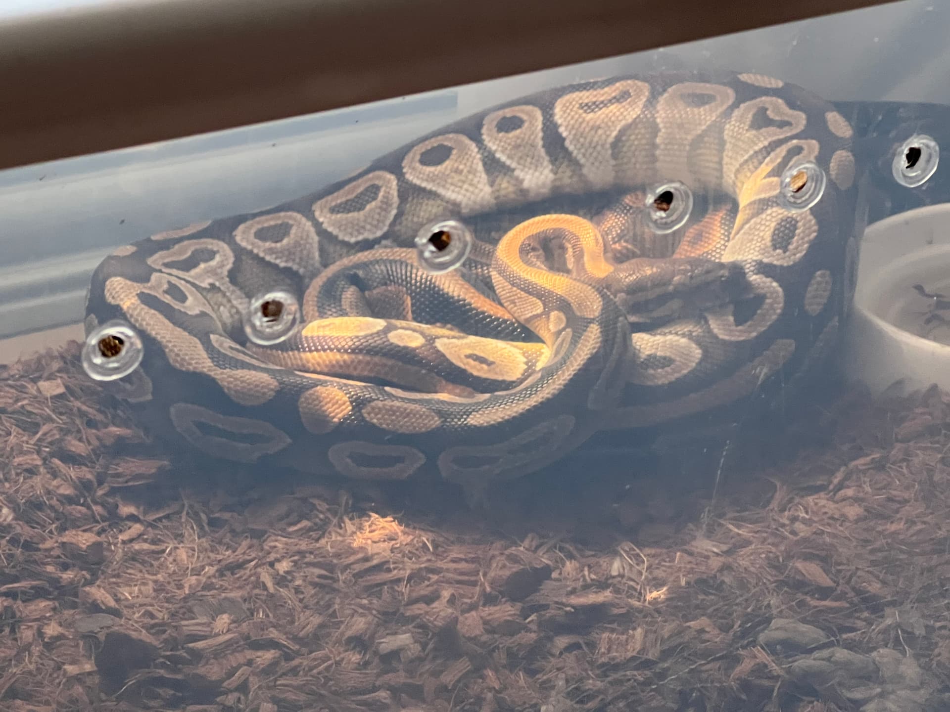 Gold blush Mojave Paired up with our leopard - Ball Pythons ...