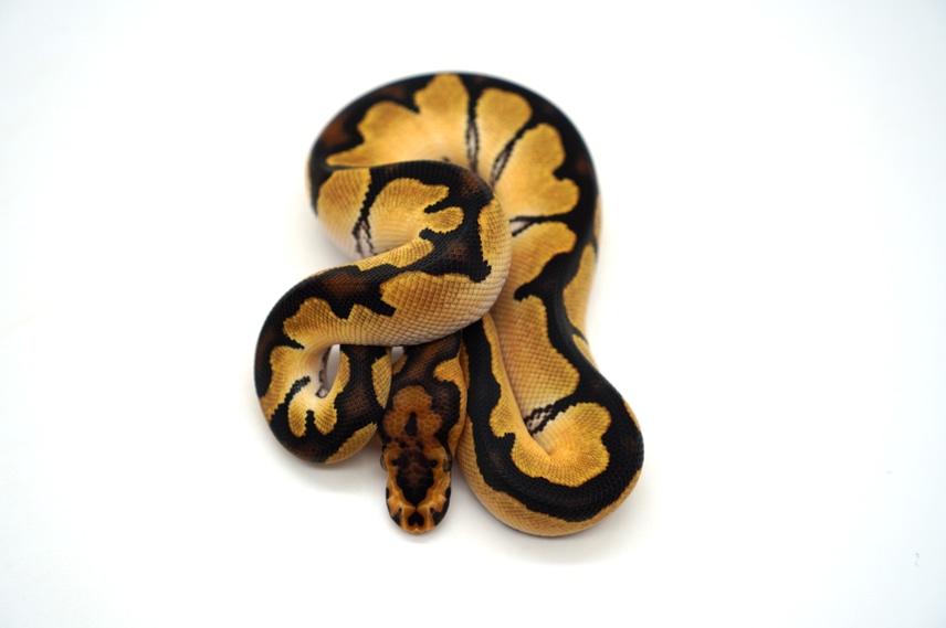 High Intensity OD - Ball Python Traits - Morphpedia