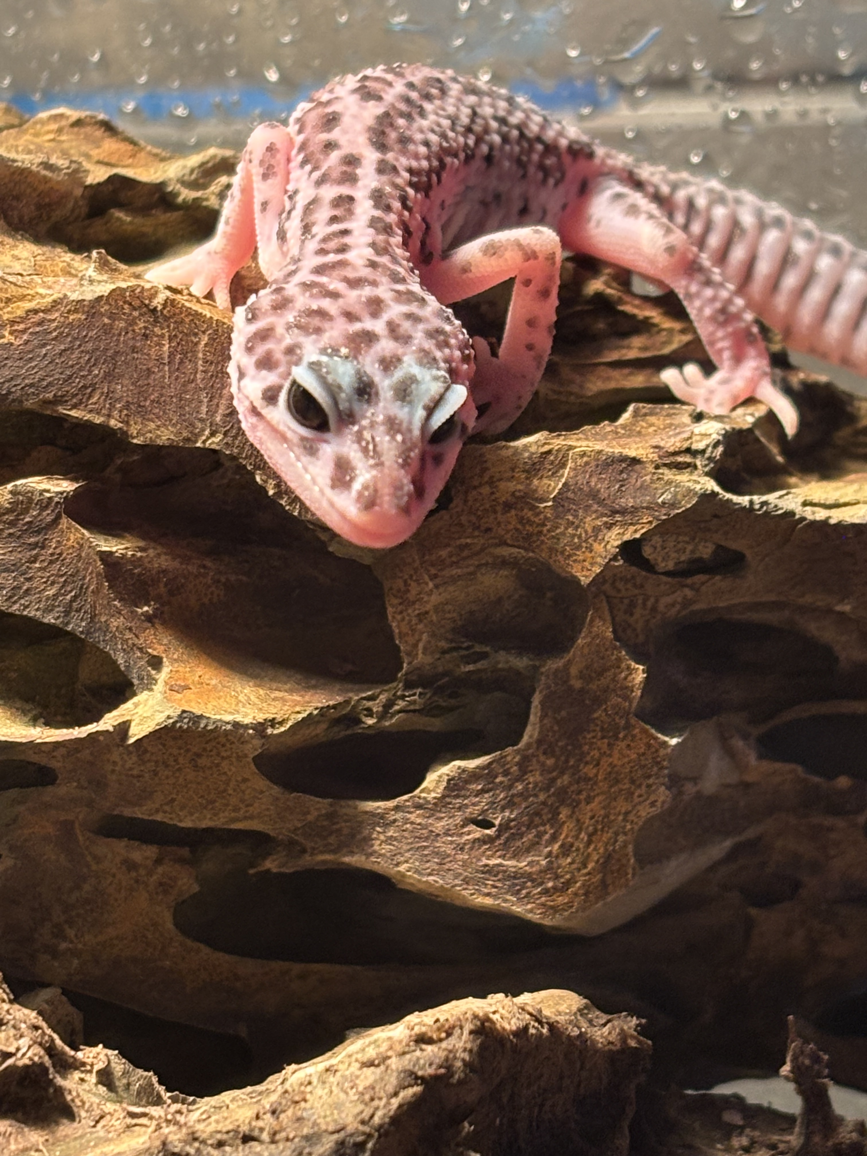 Morph ID please! - Leopard Geckos - MorphMarket Reptile Community