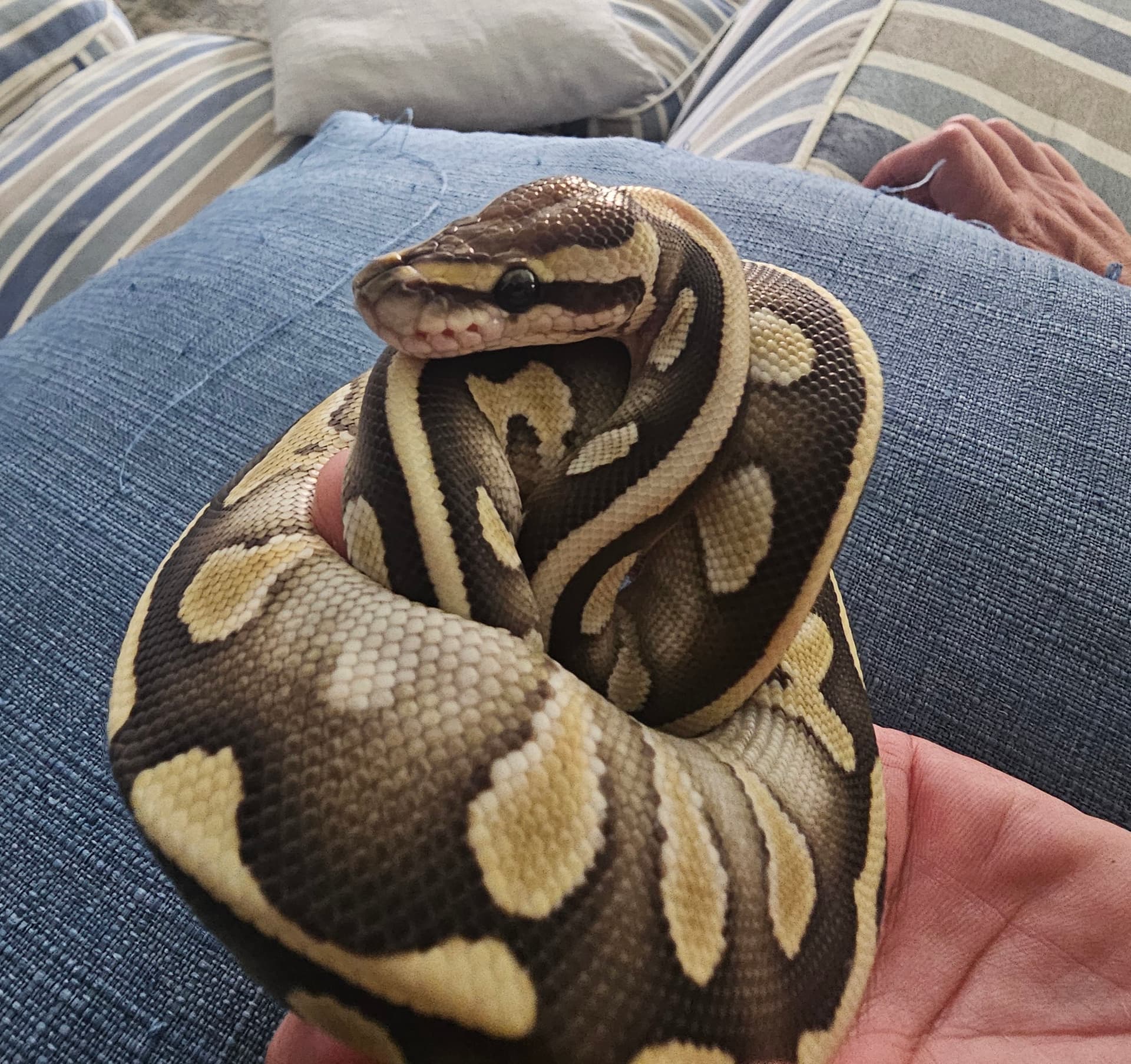 Morph confirmation and Breeding Ideas - Ball Pythons - MorphMarket Reptile Community
