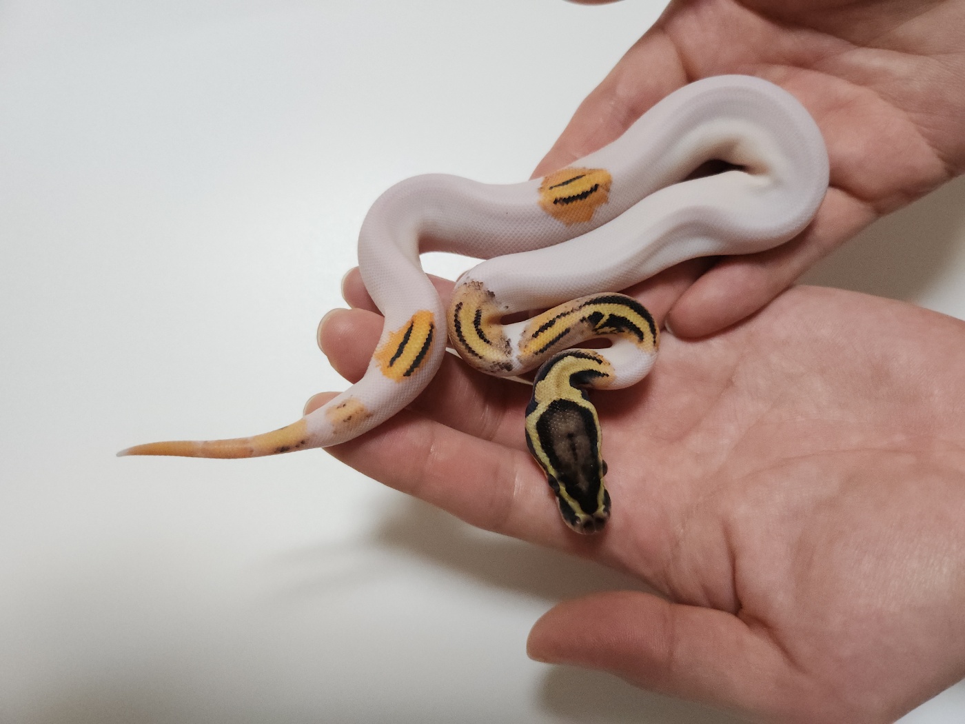 Please help ID pied combos - Ball Pythons - MorphMarket Reptile Community