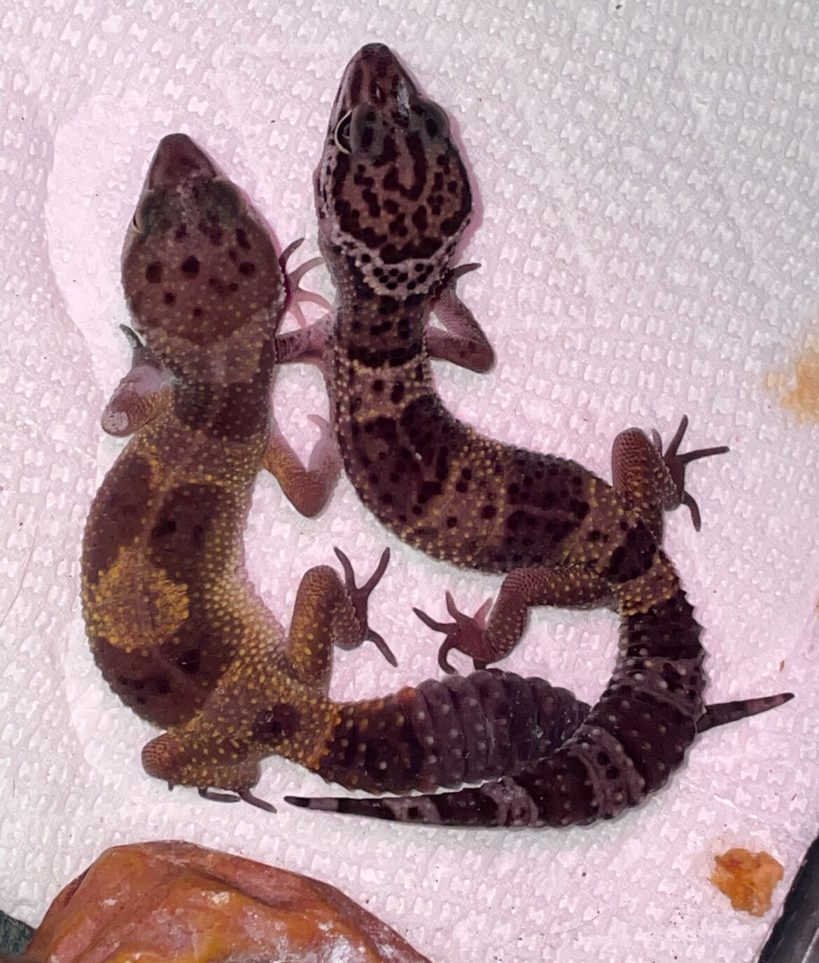 Two Leopard Gecko, Morph identification - Leopard Geckos - MorphMarket Reptile Community