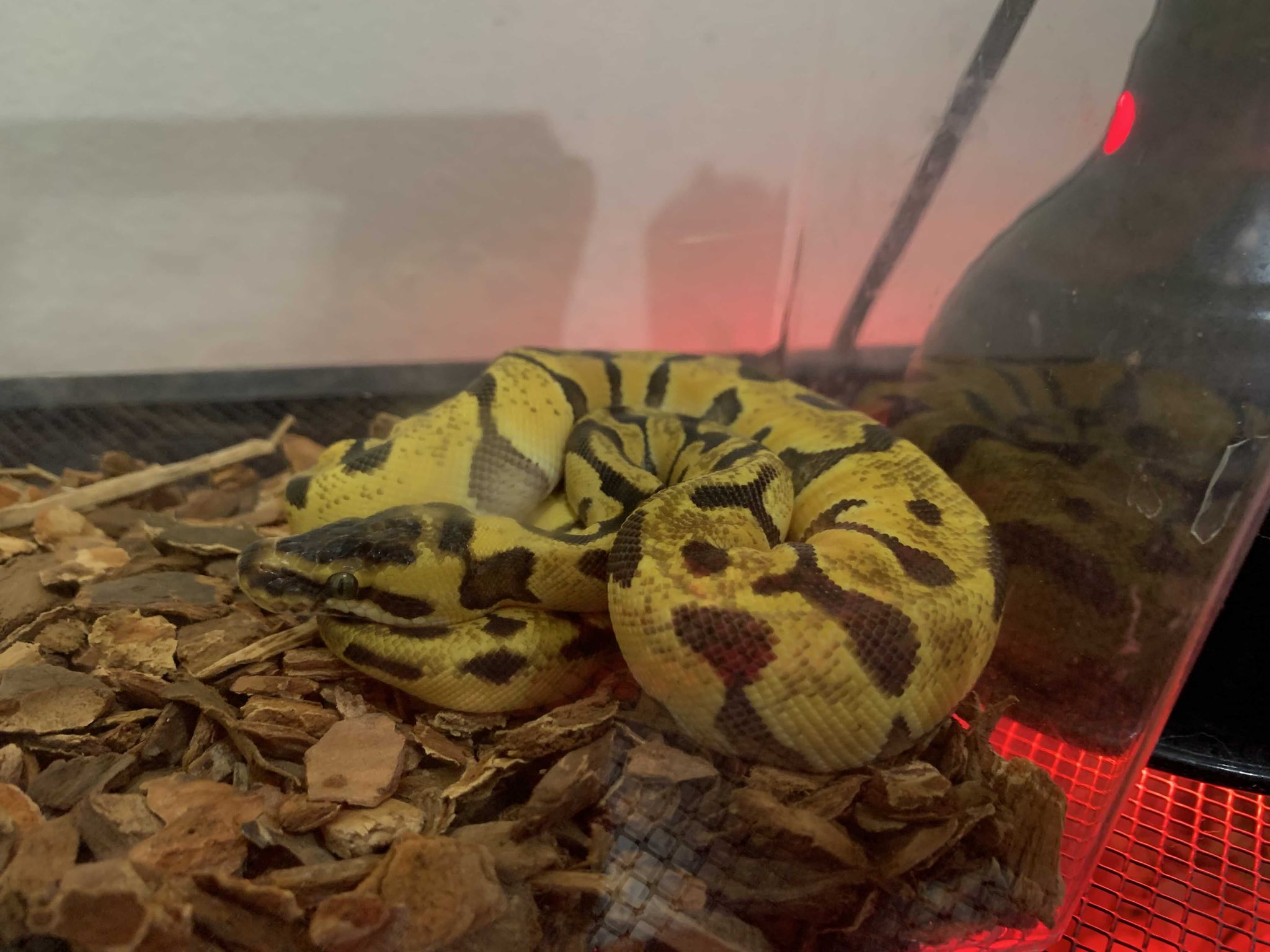 Help confirming morph - Ball Pythons - MorphMarket Reptile Community