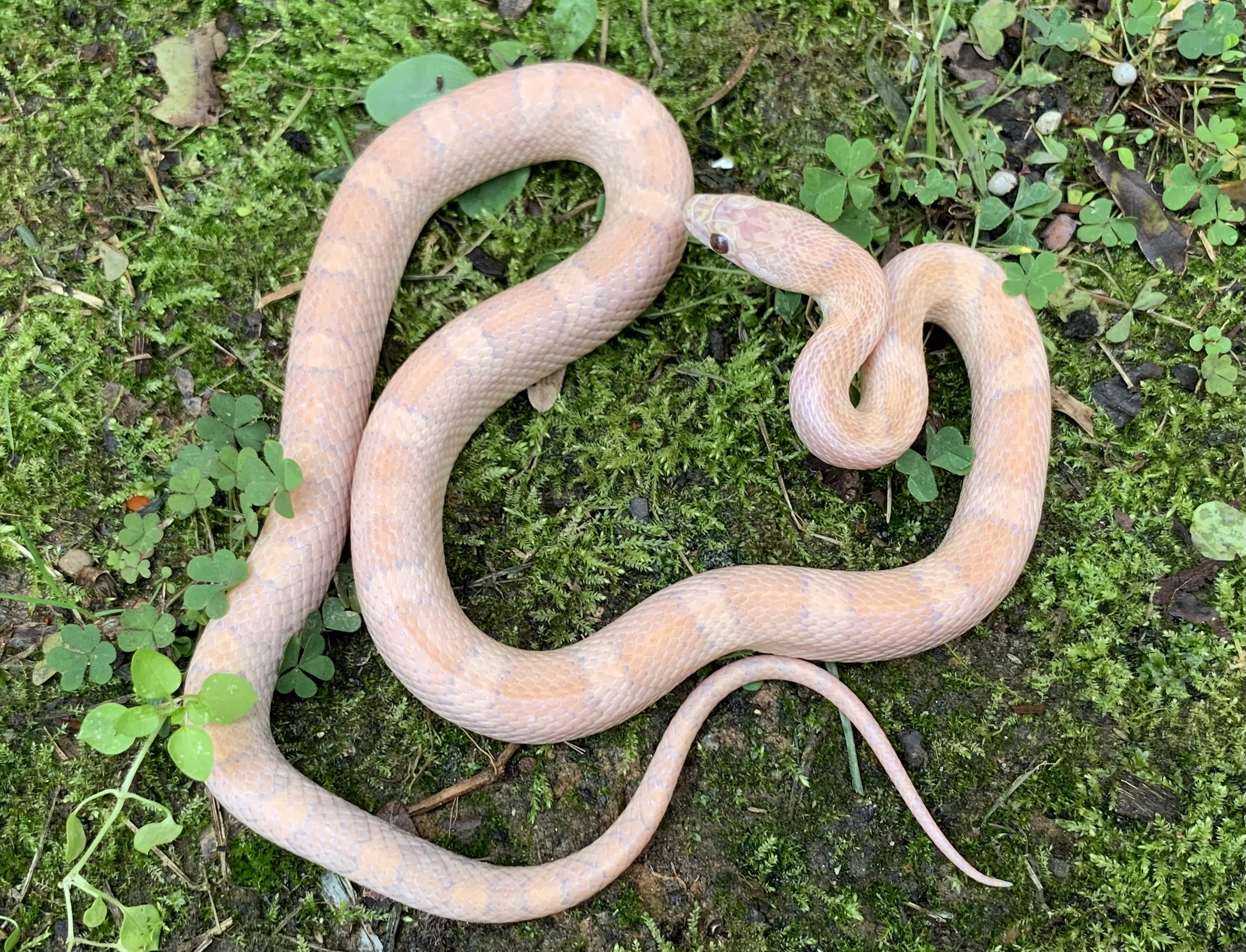 The peach gene… - Corn Snakes - MorphMarket Reptile Community