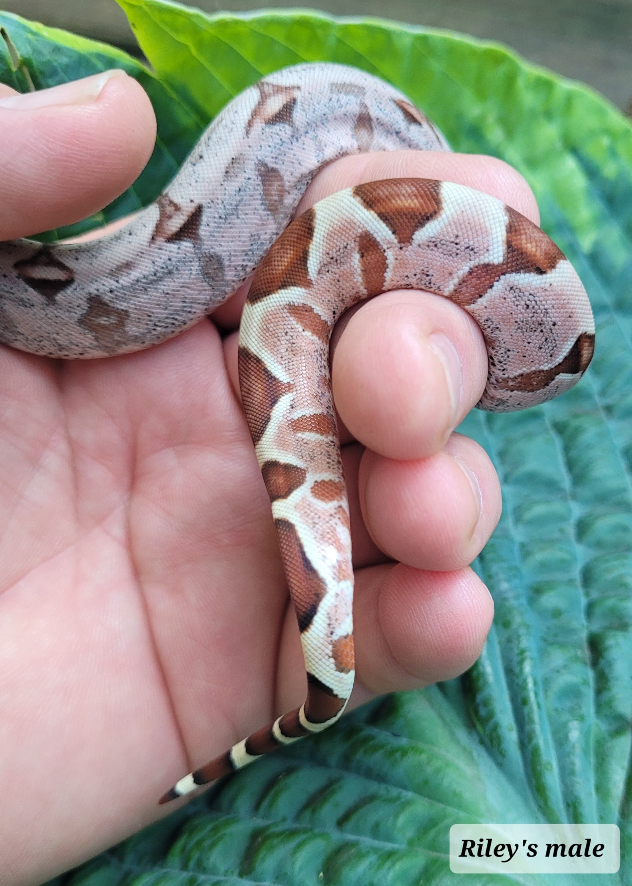 New babies born today - Boas - MorphMarket Reptile Community