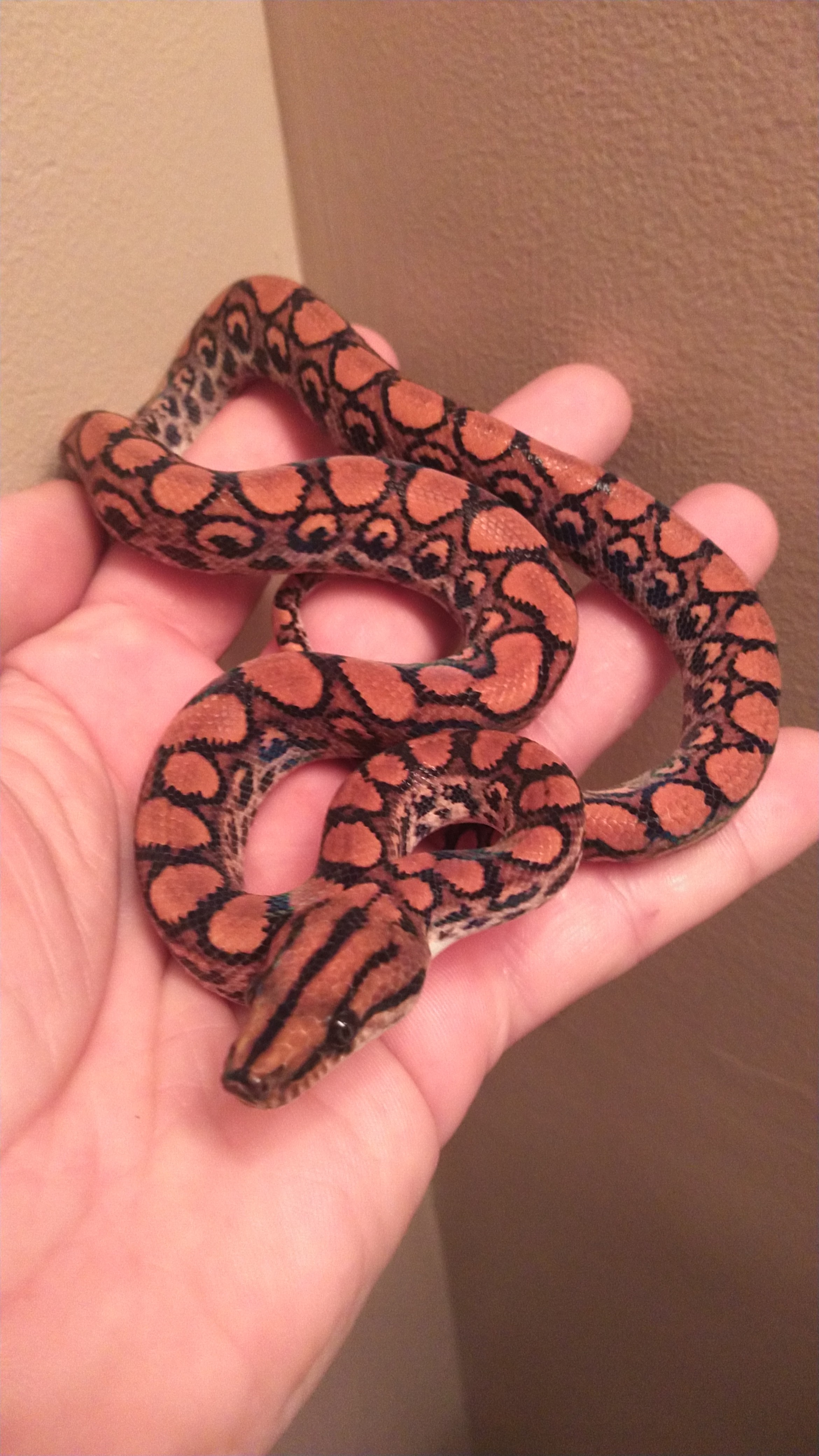 Bulls Eye - Rainbow Boa Traits - Morphpedia