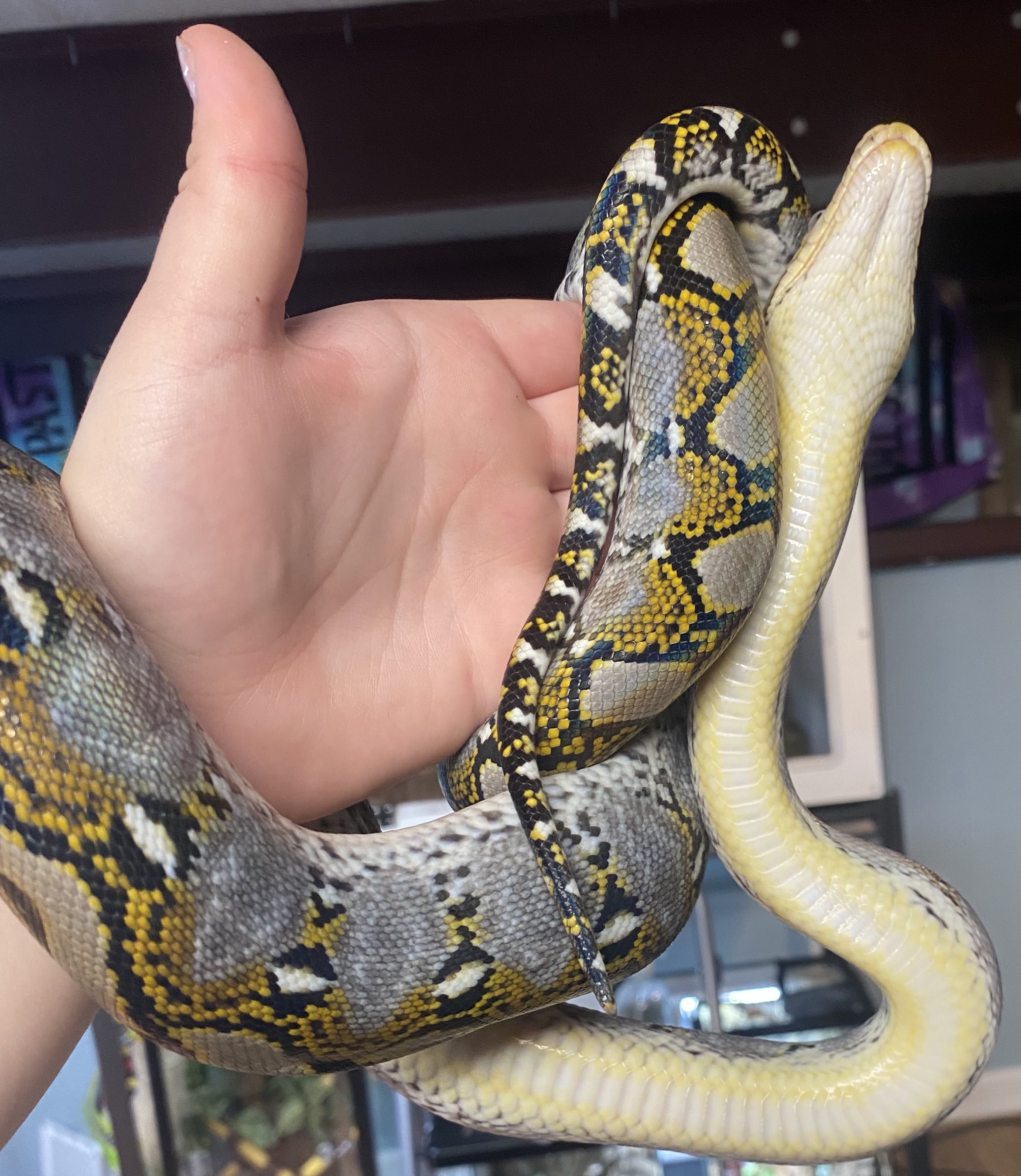 Need some helping IDing this girl! - Reticulated Pythons - MorphMarket ...