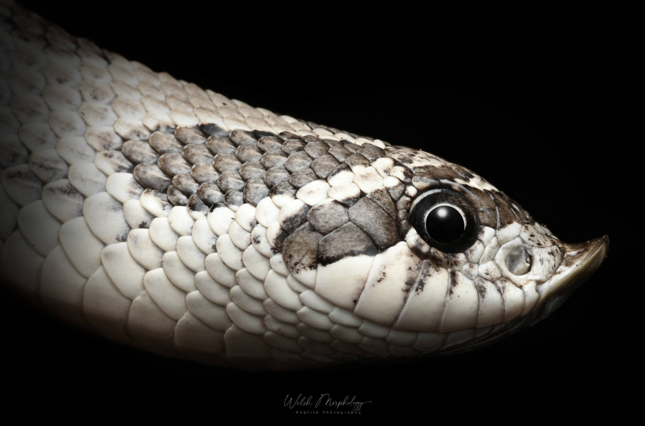 Axanthic conda - Hognose Snakes - MorphMarket Reptile Community