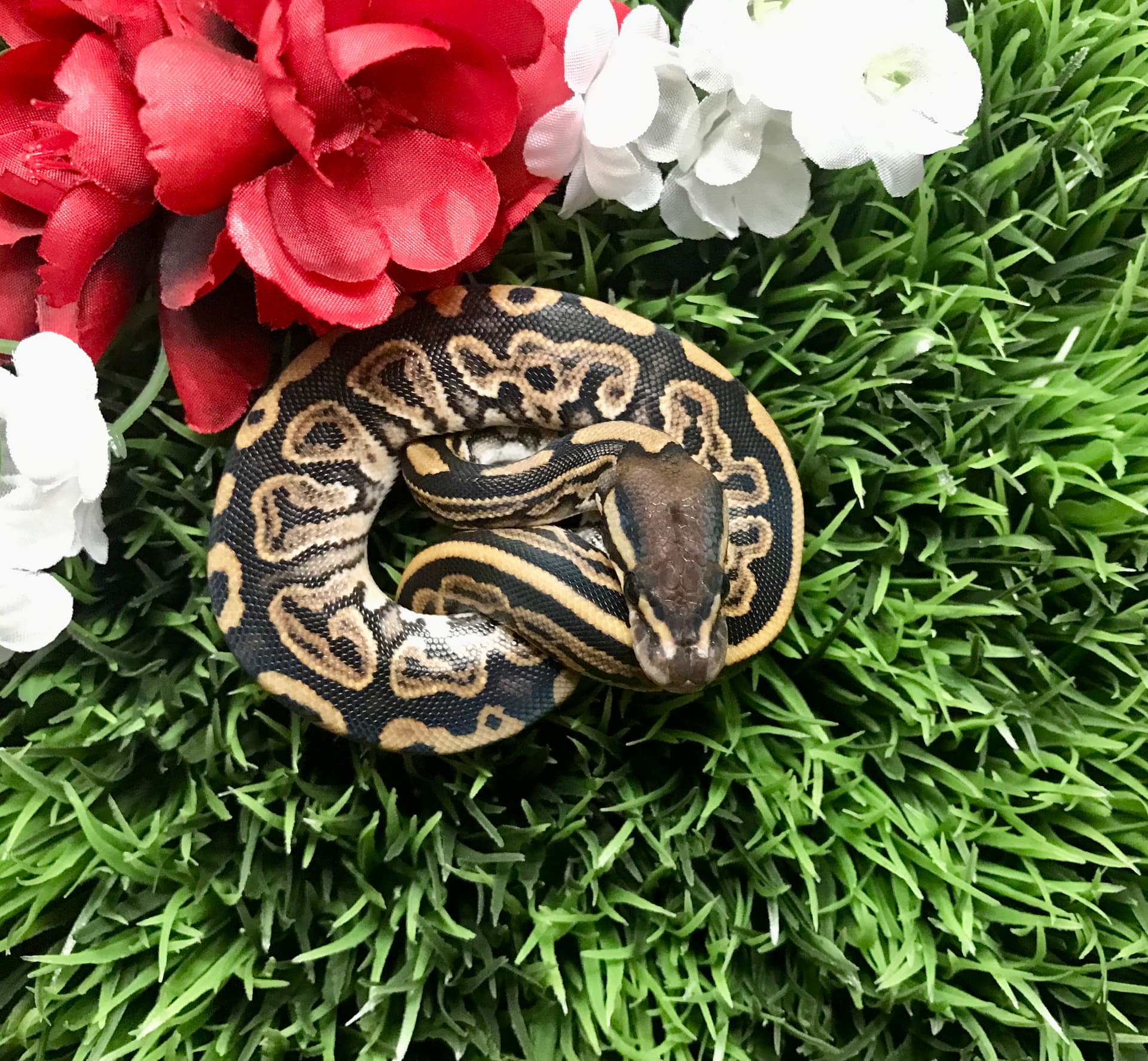 Recent baby pictures just after first shed - Ball Pythons - MorphMarket ...