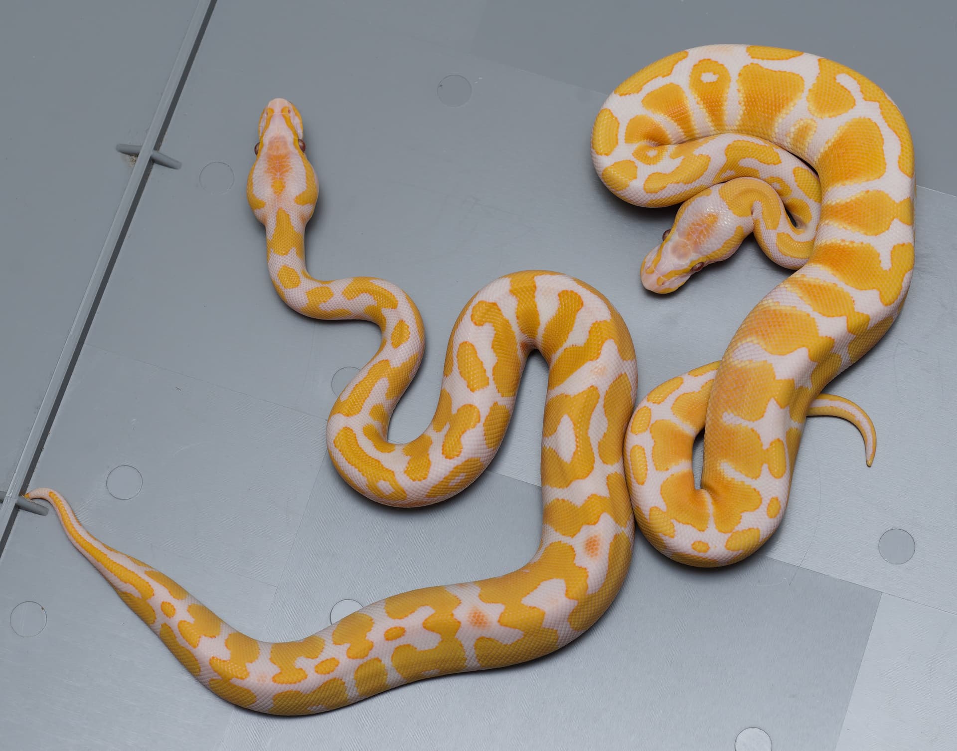 Lavender Albino Comparison Photos - Ball Pythons - MorphMarket Reptile ...