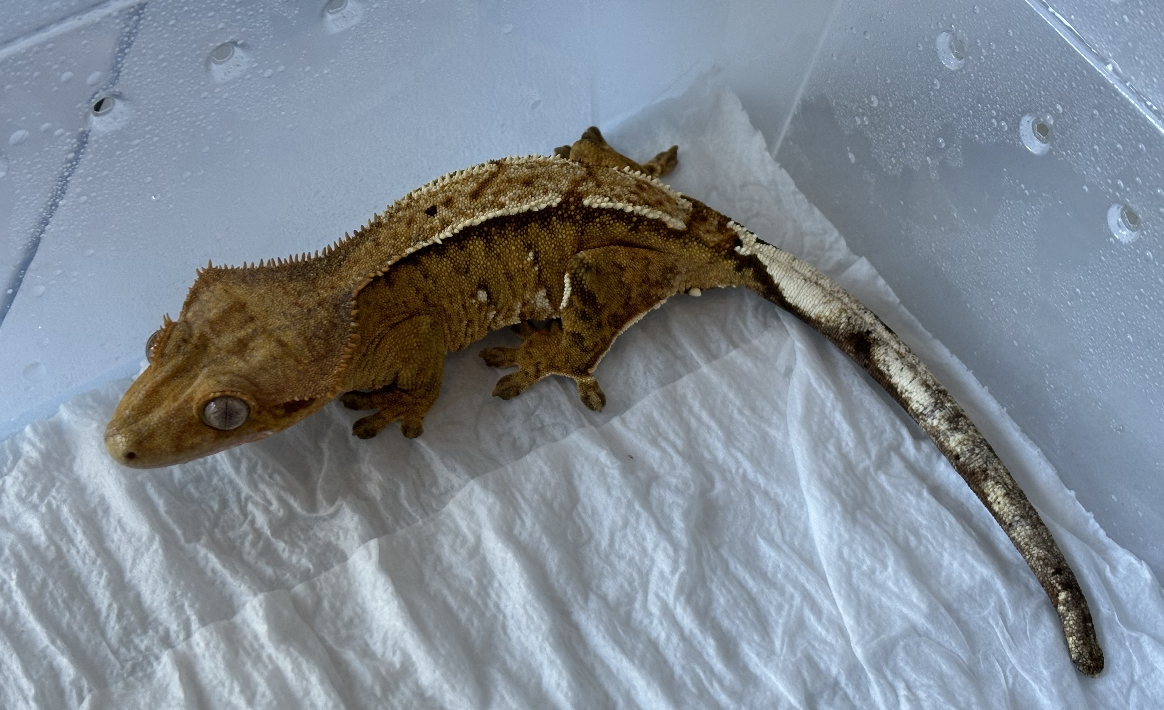 What is her morph? - Crested Geckos - MorphMarket Reptile Community