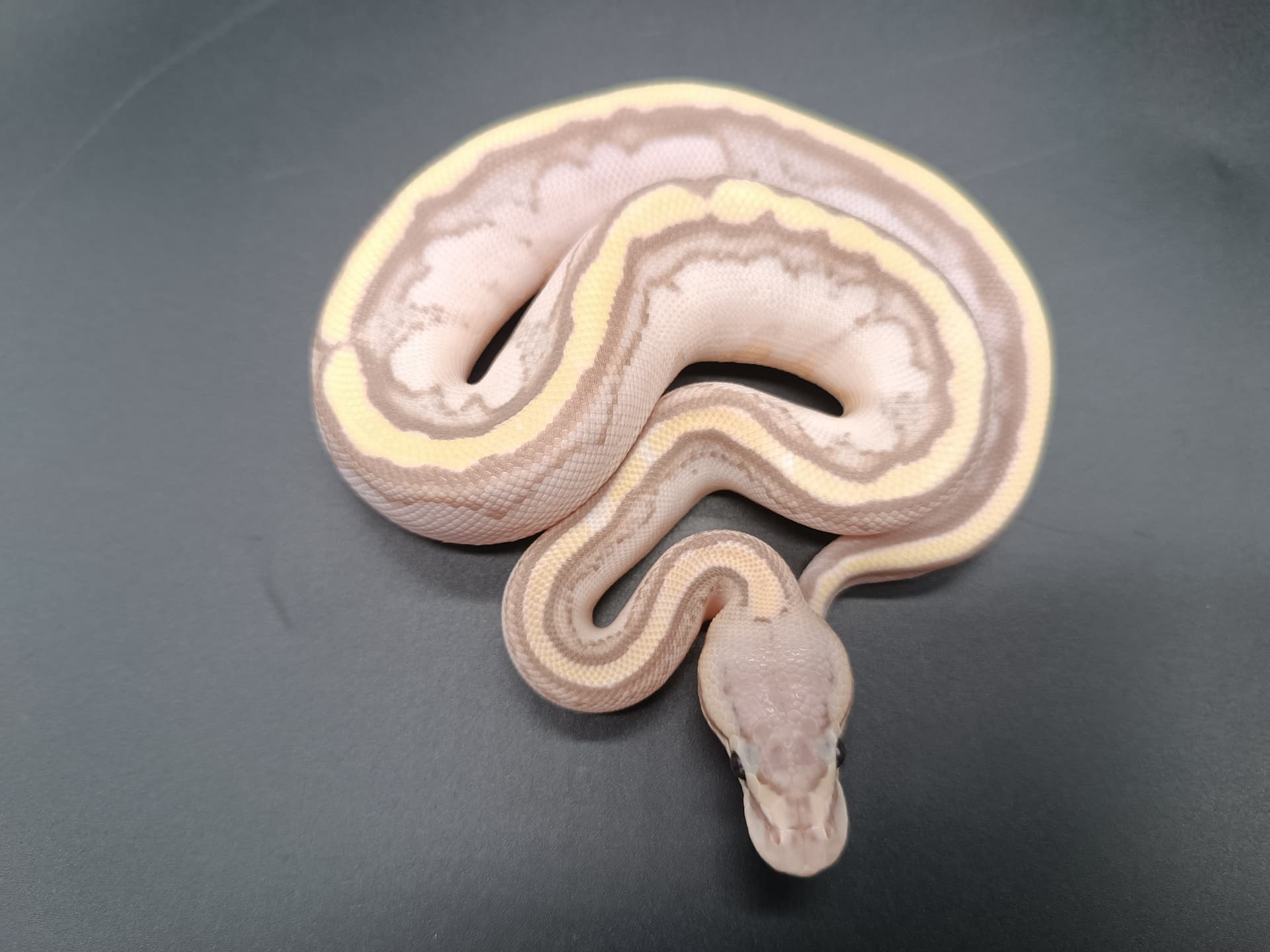 Identification - All Reptiles - MorphMarket Reptile Community