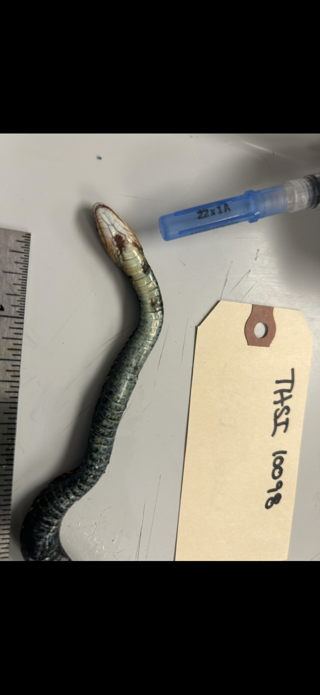 Snake Fungal Disease(s) 😱 - All Reptiles - MorphMarket Reptile Community