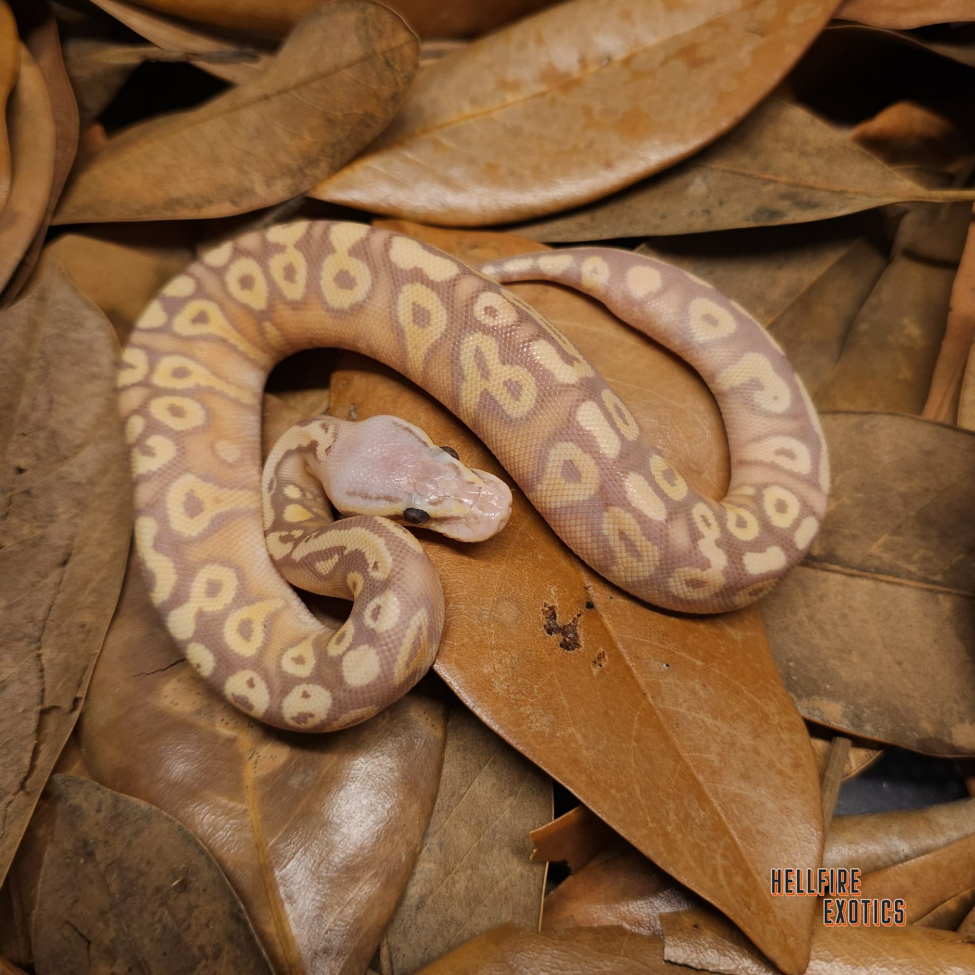 Banana Pastel Yb or Asphalt Phantom - Ball Pythons - MorphMarket ...