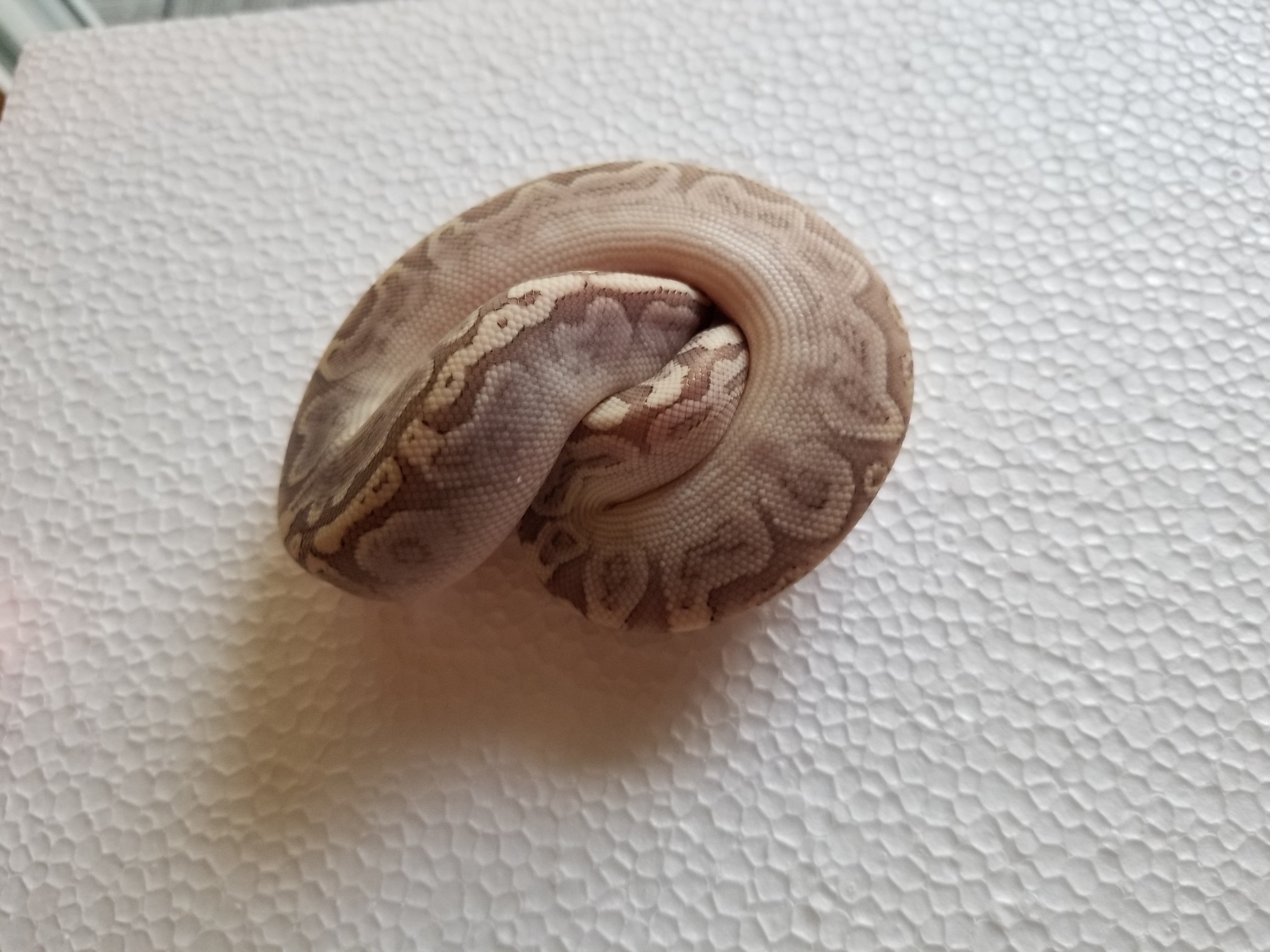 Bamboo Combos. What do you see? - Ball Pythons - MorphMarket Reptile ...