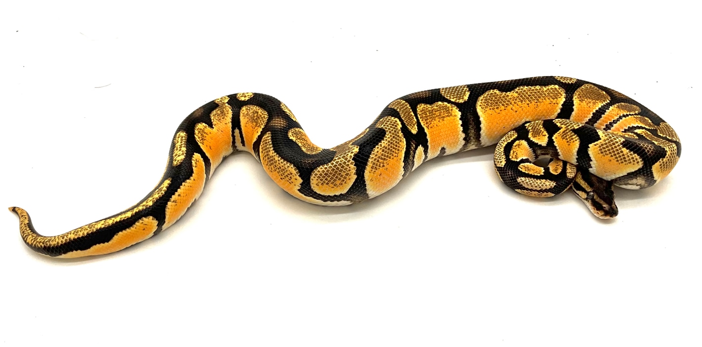 High Intensity OD - Ball Python Traits - Morphpedia