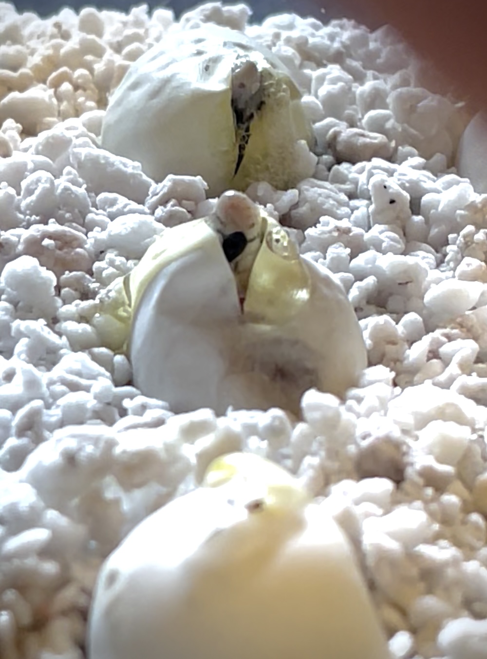 First Year Breeding + Confetti Saga - Page 10 - Corn Snakes ...