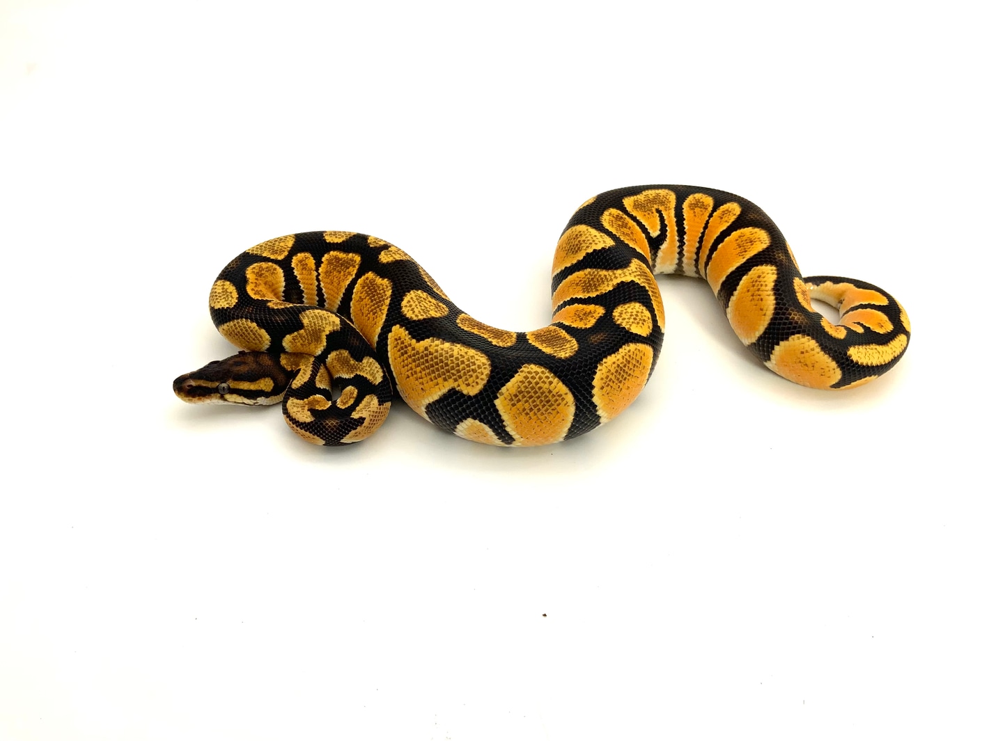 High Intensity OD - Ball Python Traits - Morphpedia
