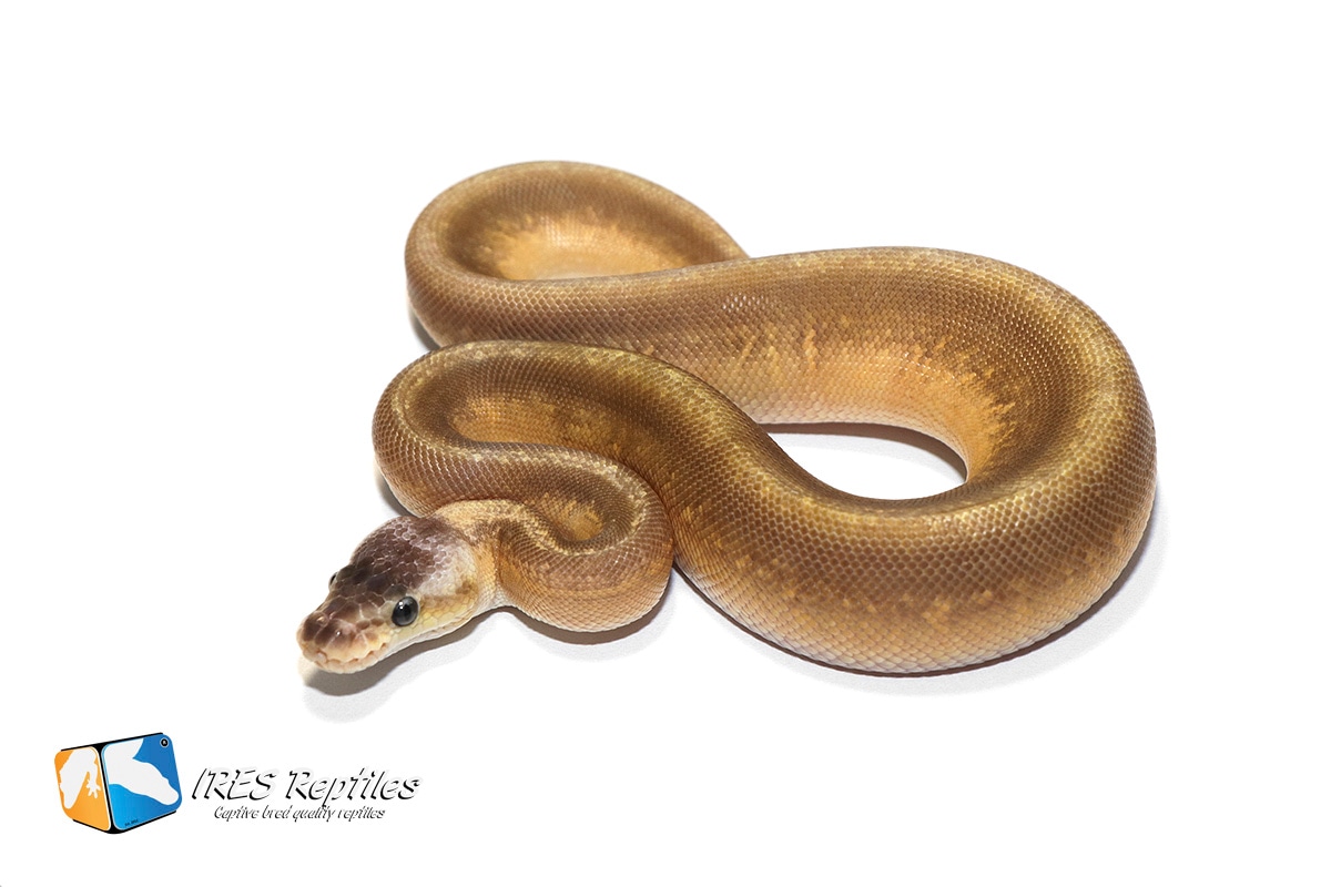 Moray - Ball Python Traits - Morphpedia