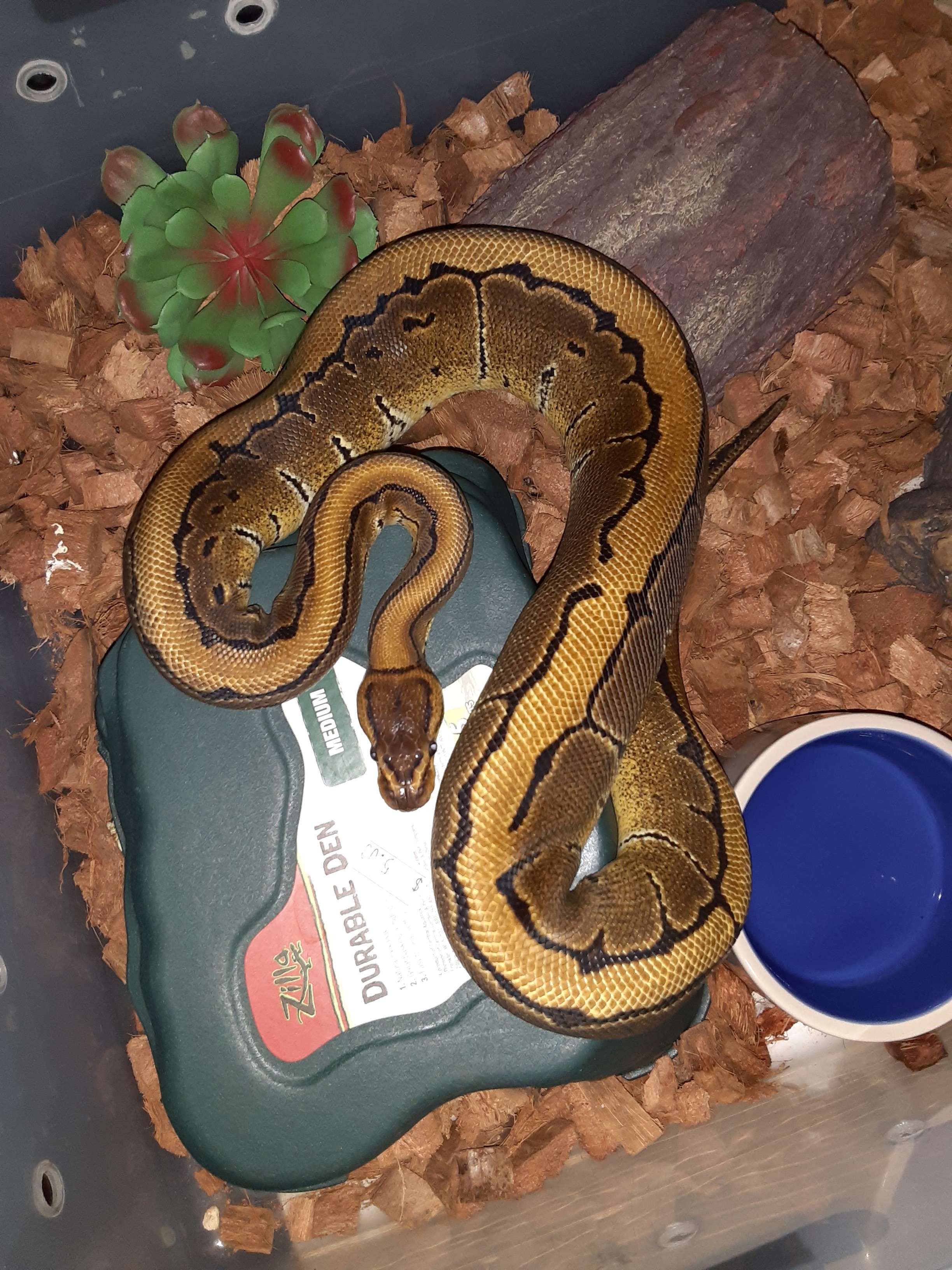 Show off your Ball Pythons - Page 14 - Ball Pythons - MorphMarket ...