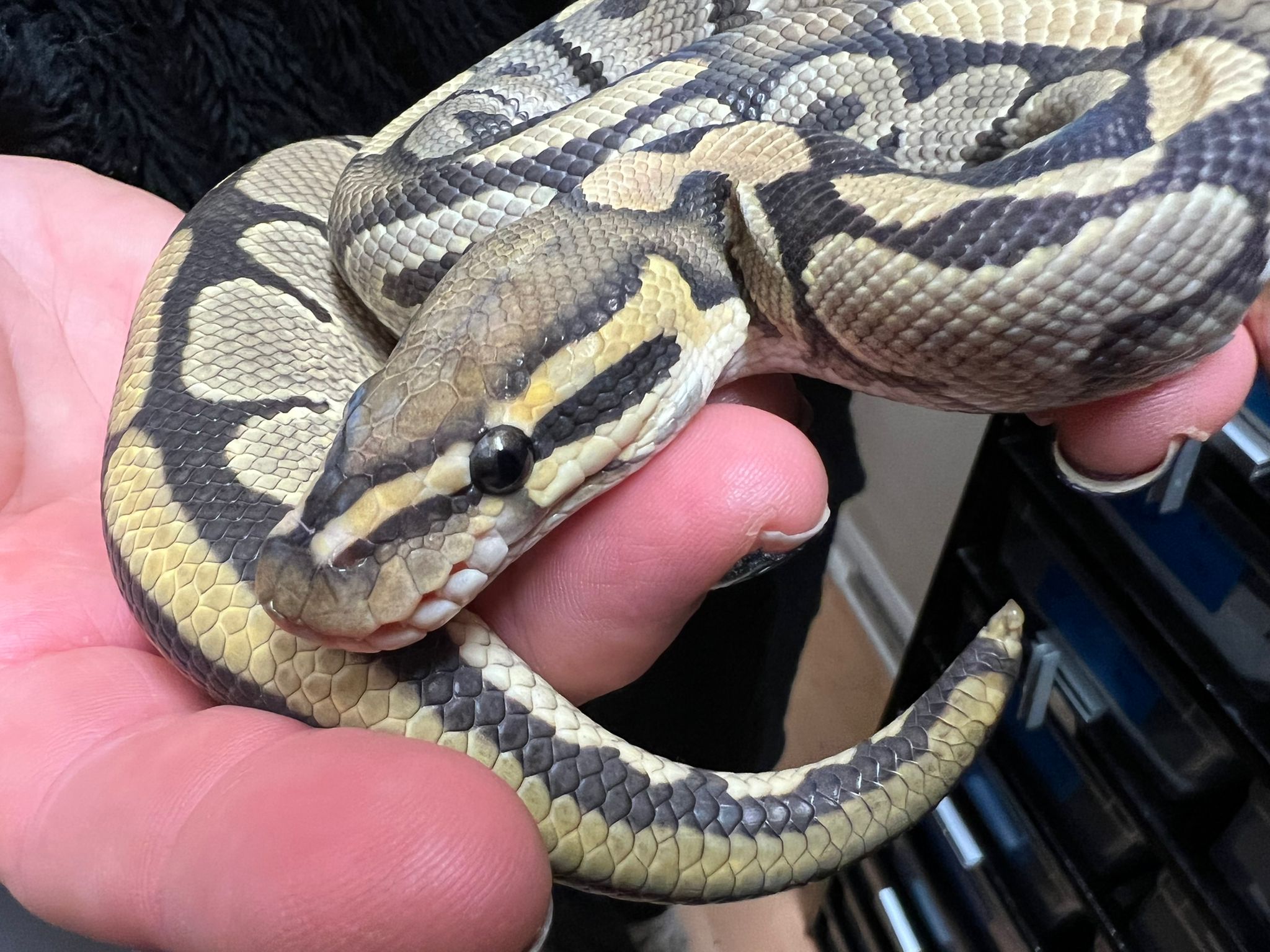 Sandstorm - Ball Python Traits - Morphpedia