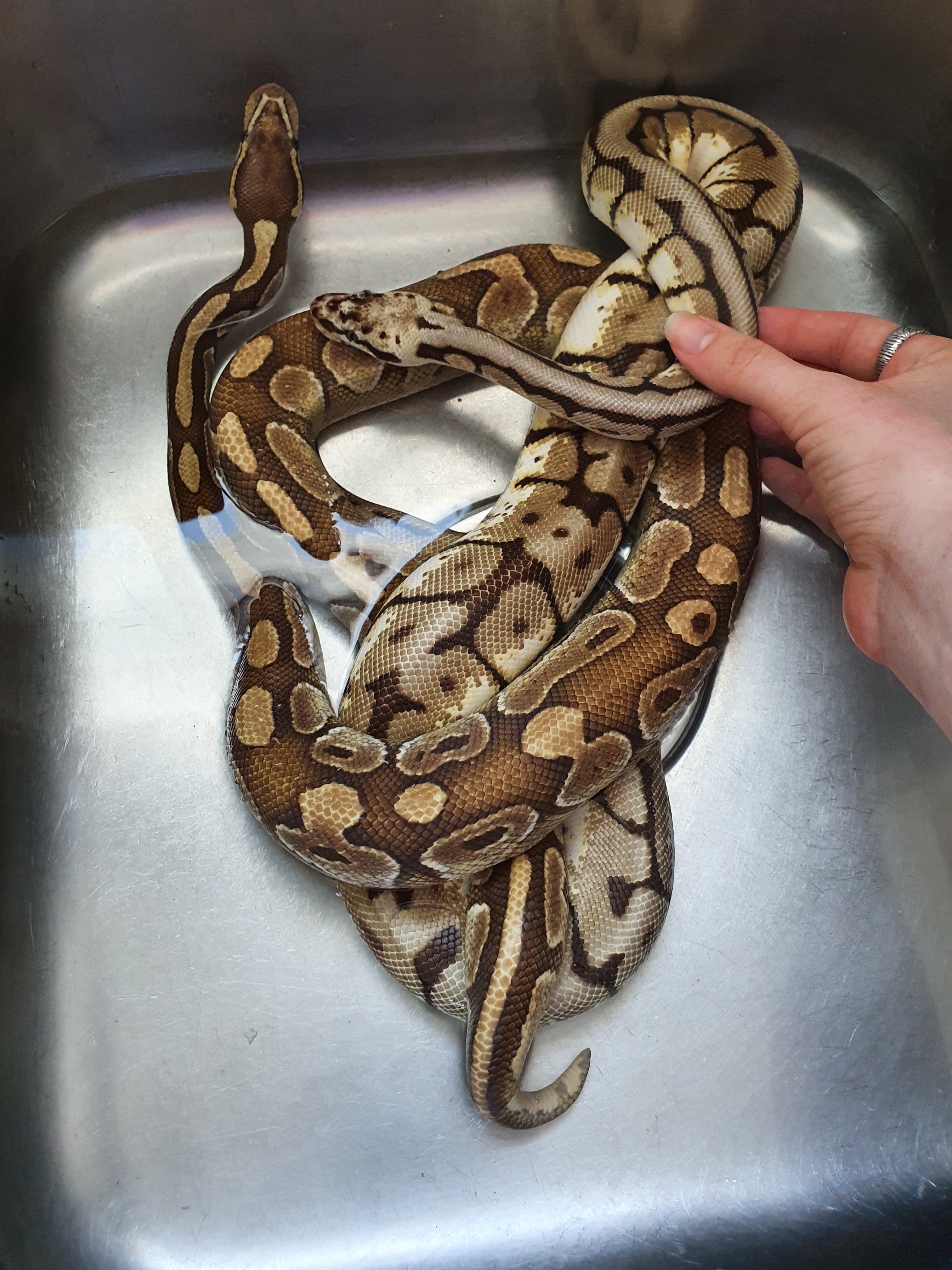Strange Ball Python Egg Ball Pythons MorphMarket Reptile Community