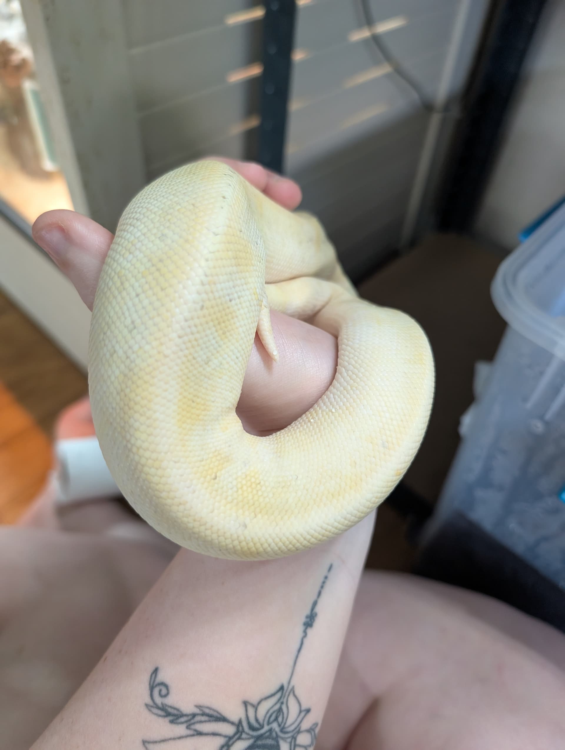 Baby Boo getting big! - Ball Pythons - MorphMarket Reptile Community