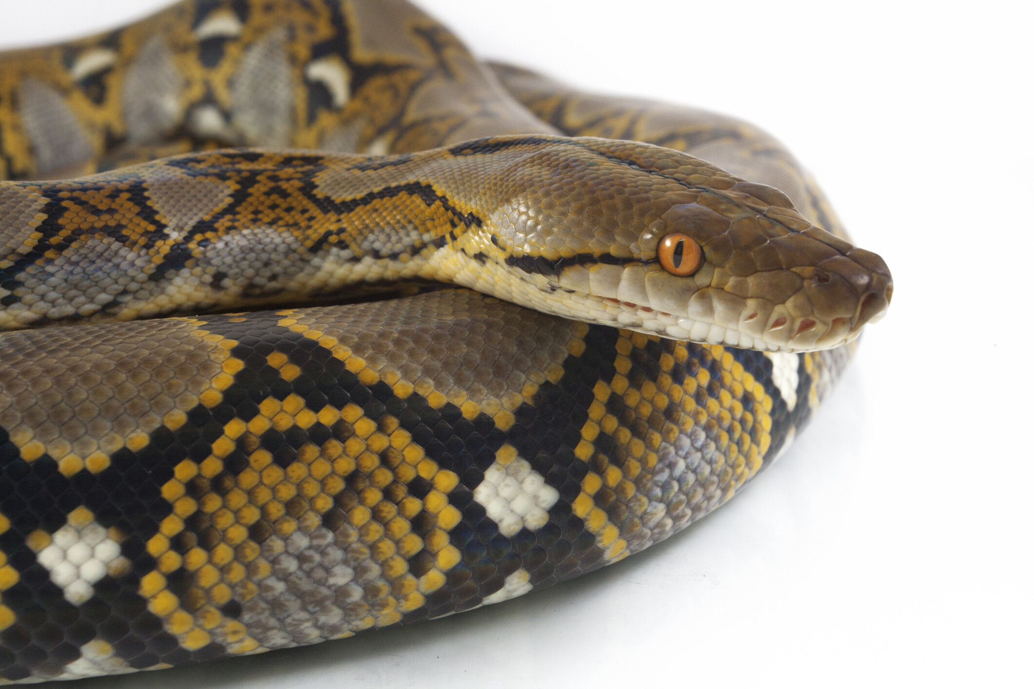 Latest Reticulated Pythons topics - MorphMarket Reptile Community