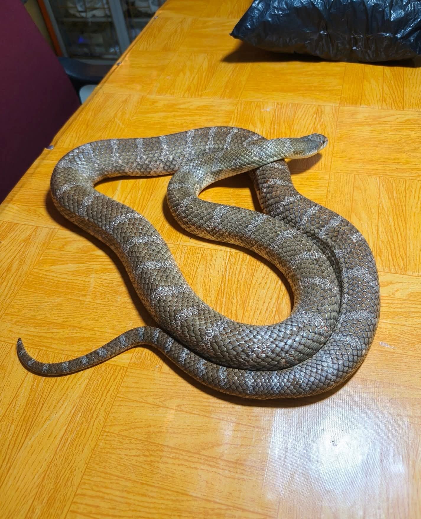 Identification, please maybe anyone can identify this snake? Seller ...