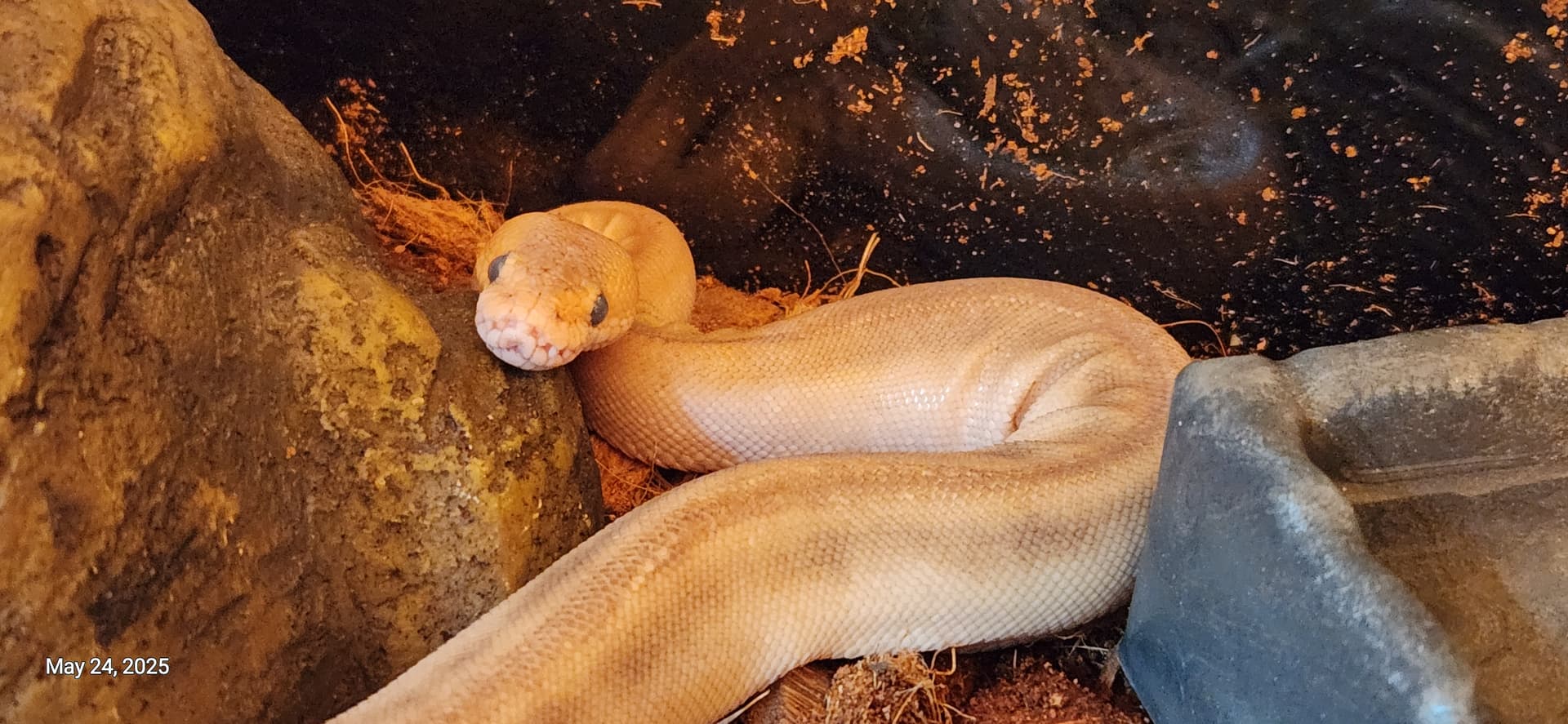 Shedding and going into blue - Ball Pythons - MorphMarket Reptile Community