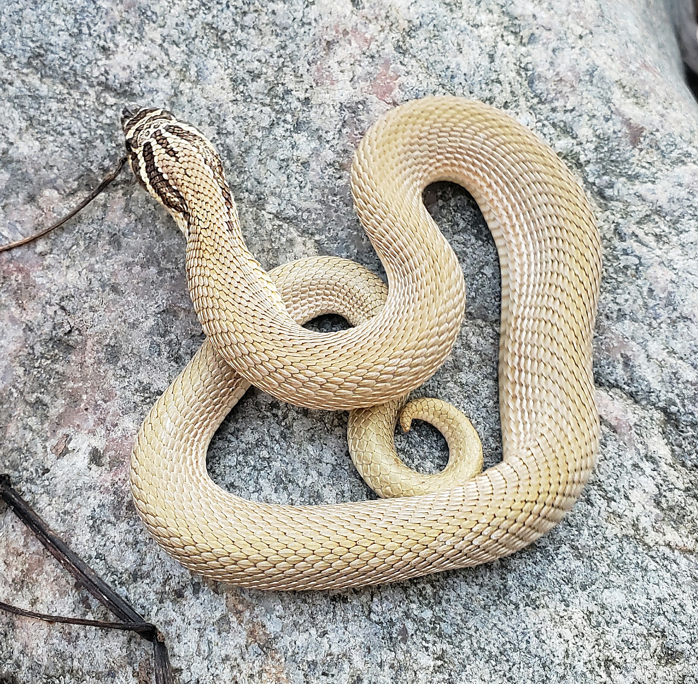 Conda - Hognose Snake Traits - Morphpedia