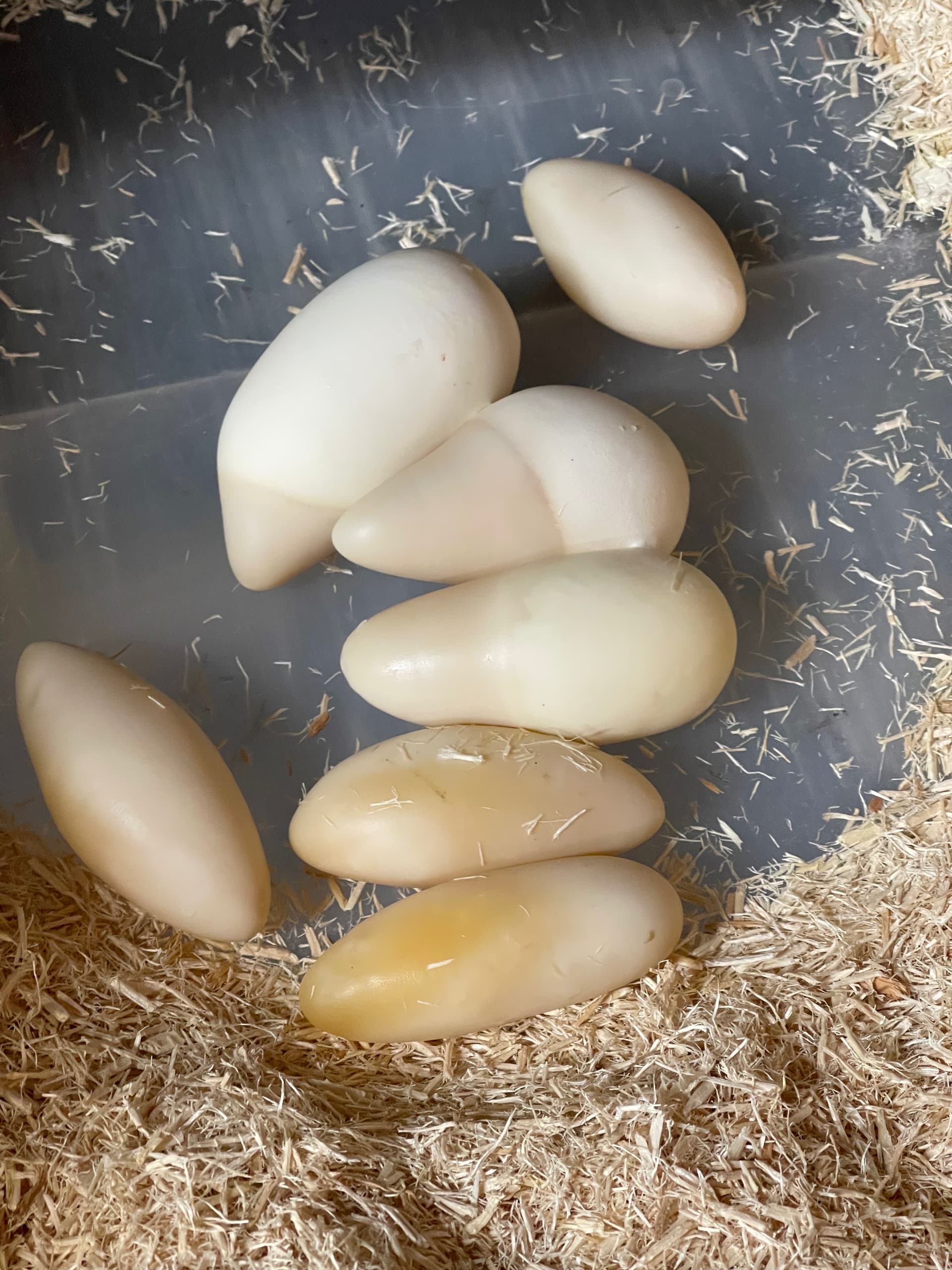 First clutches of 2022 - Ball Pythons - MorphMarket Reptile Community