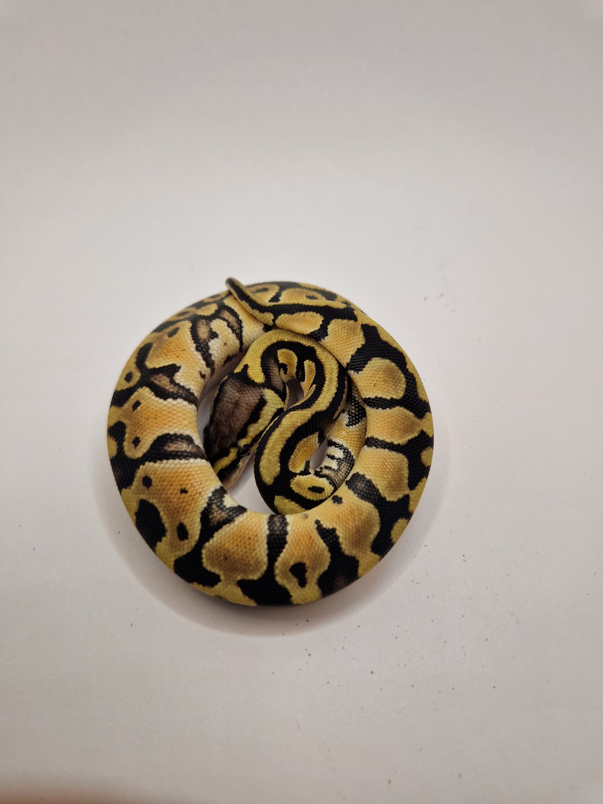 Single pinstripe - Ball Pythons - MorphMarket Reptile Community