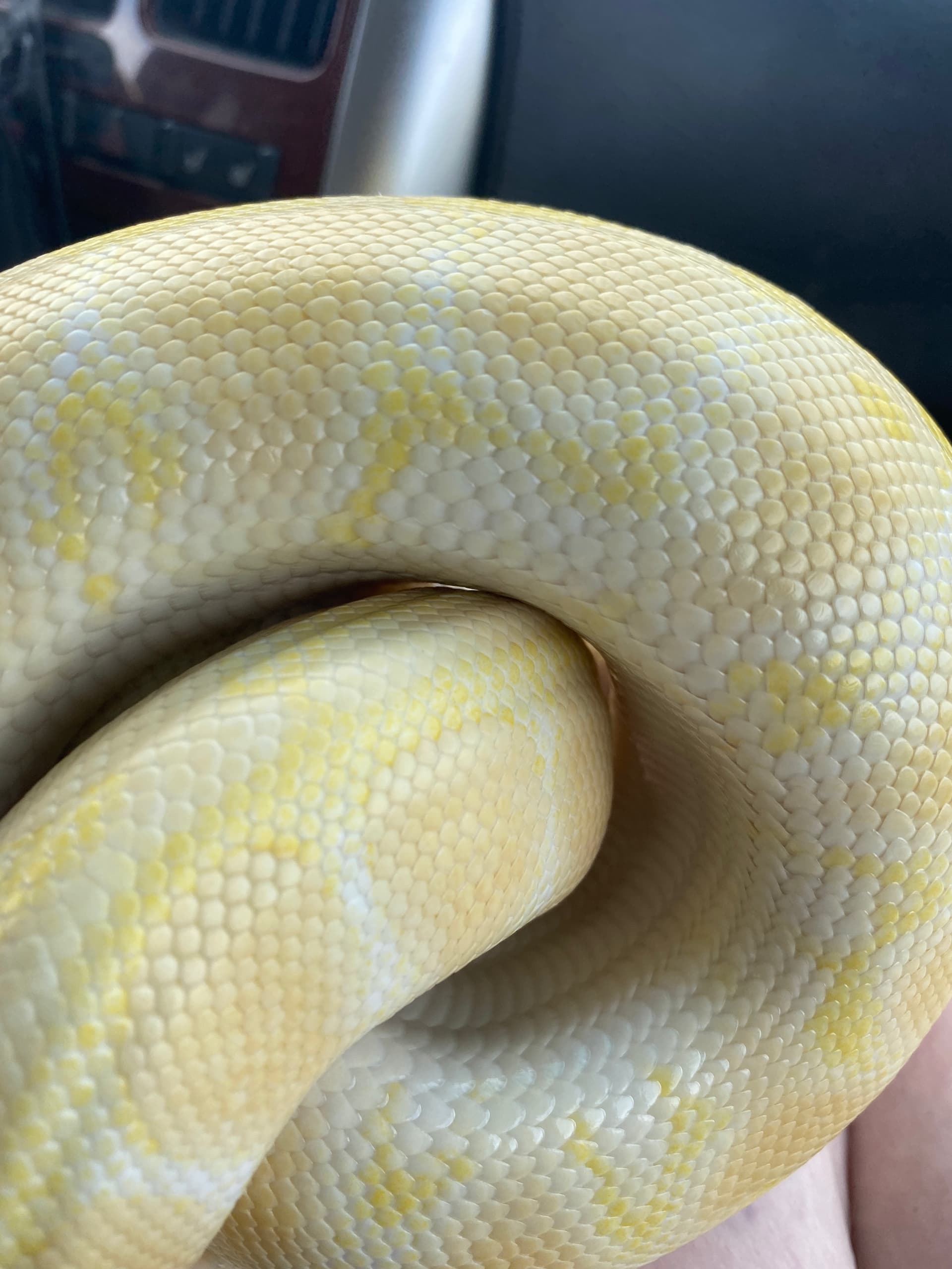 albino spider ball python