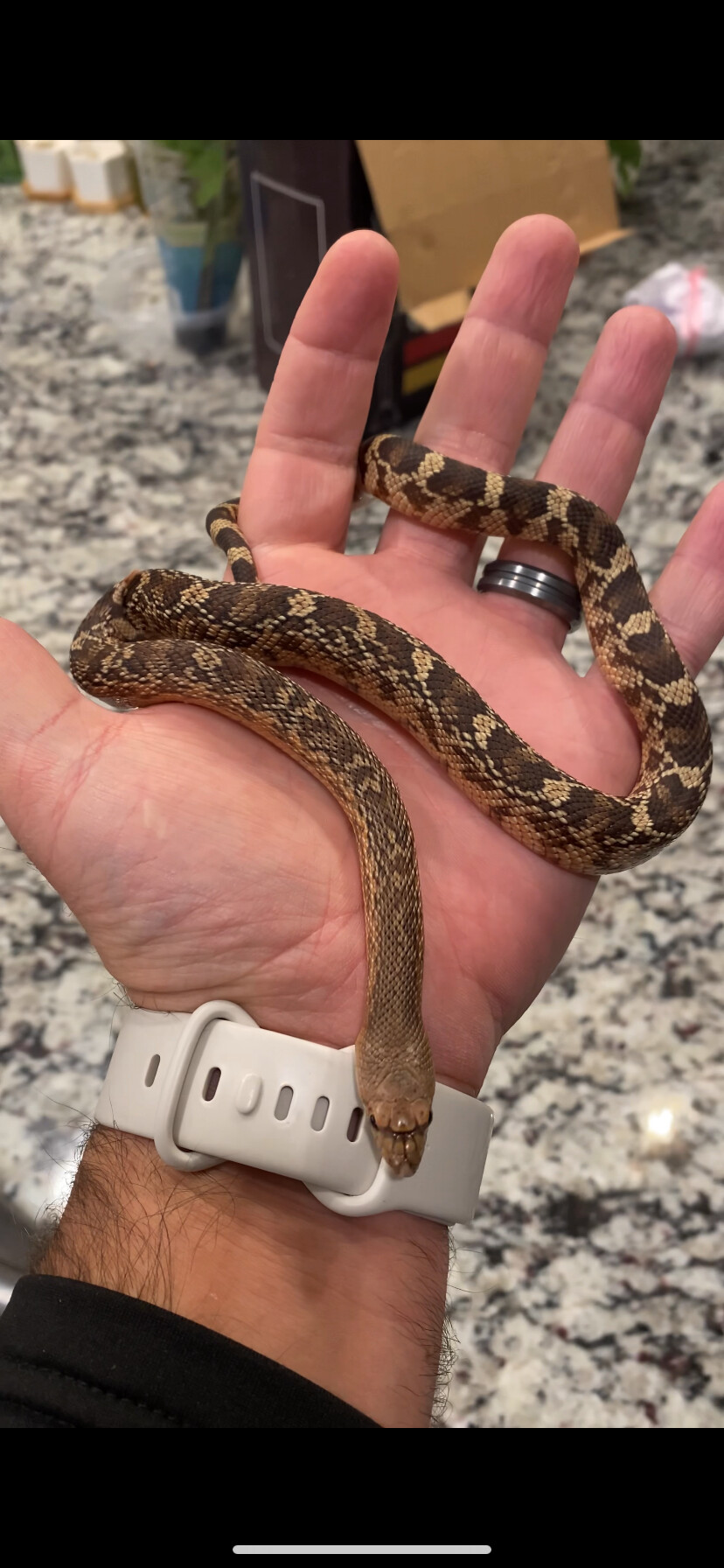 corn snake changing colors
