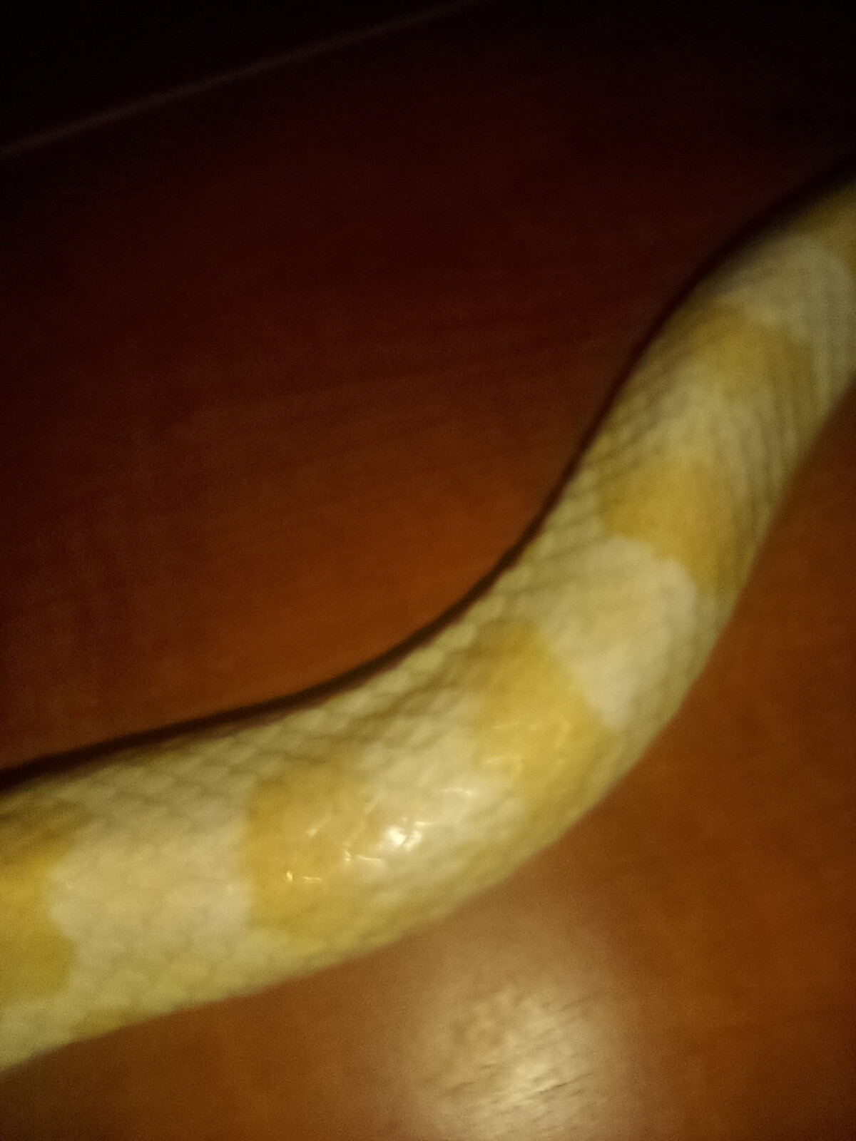 How often should a year old corn snake eat? - Corn Snakes - MorphMarket ...